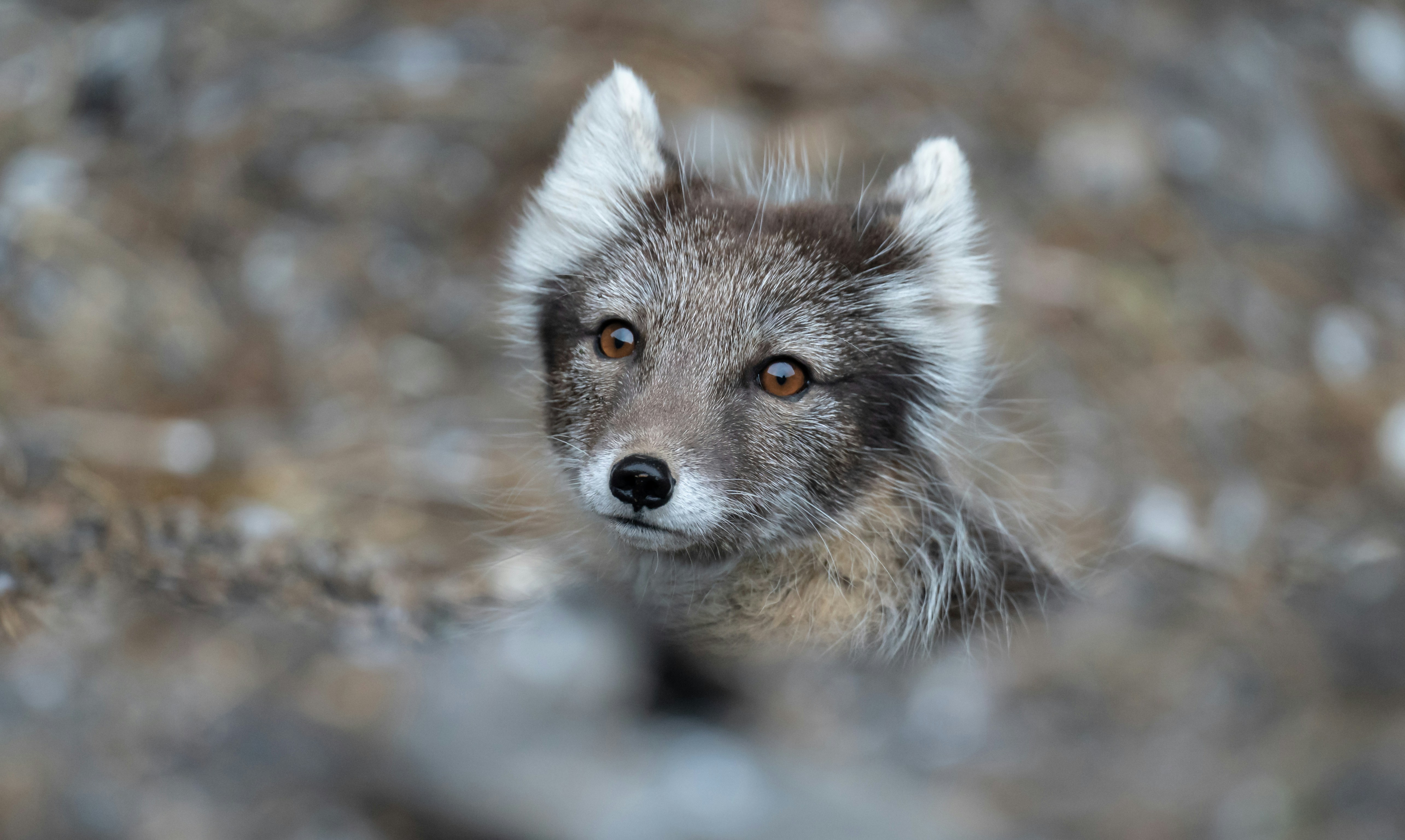 Photo by Bob Brewer with Sony Alpha 9