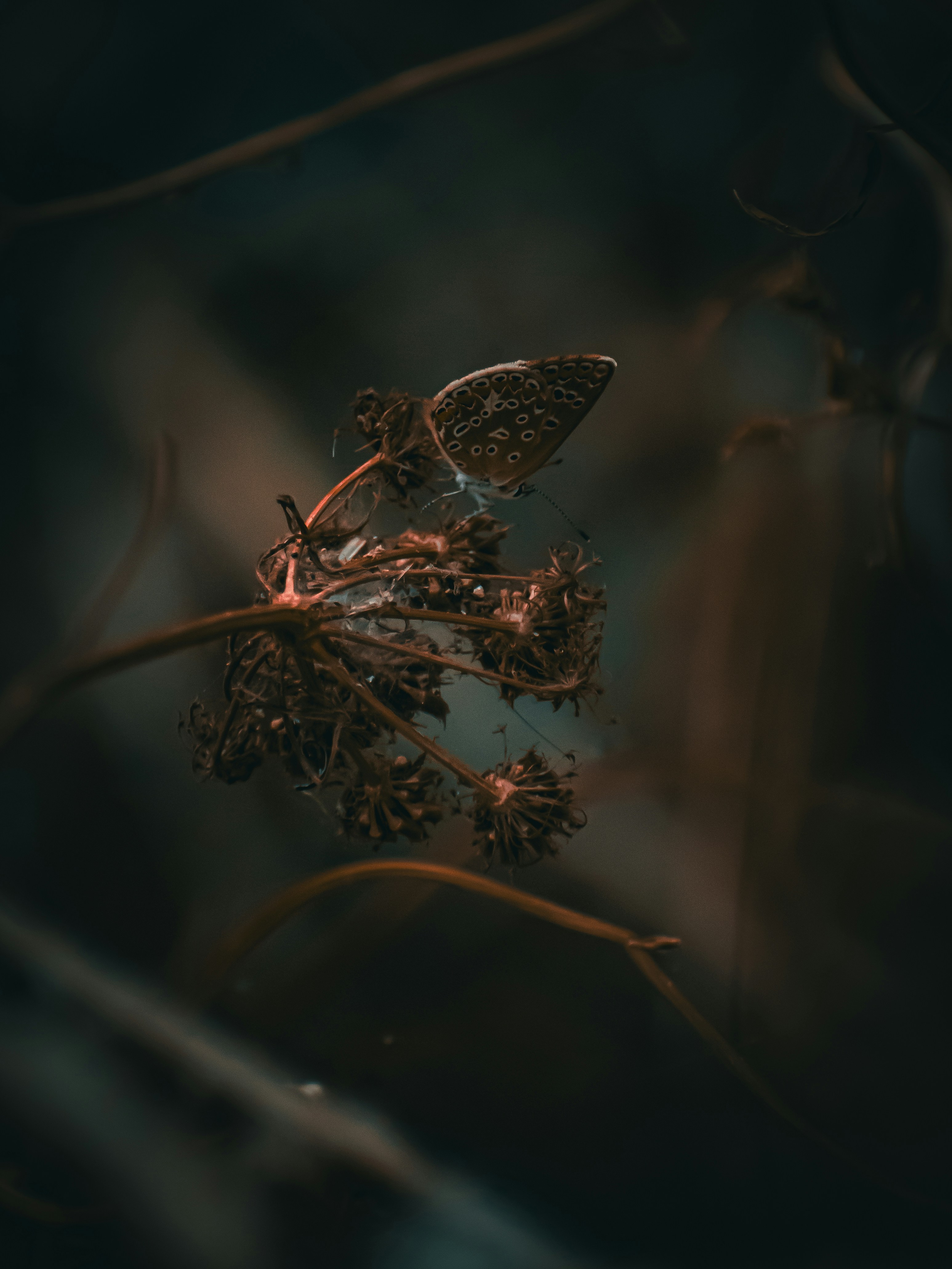 Dusk Quiet: A Spotted Butterfly Resting on Withered Seed Heads