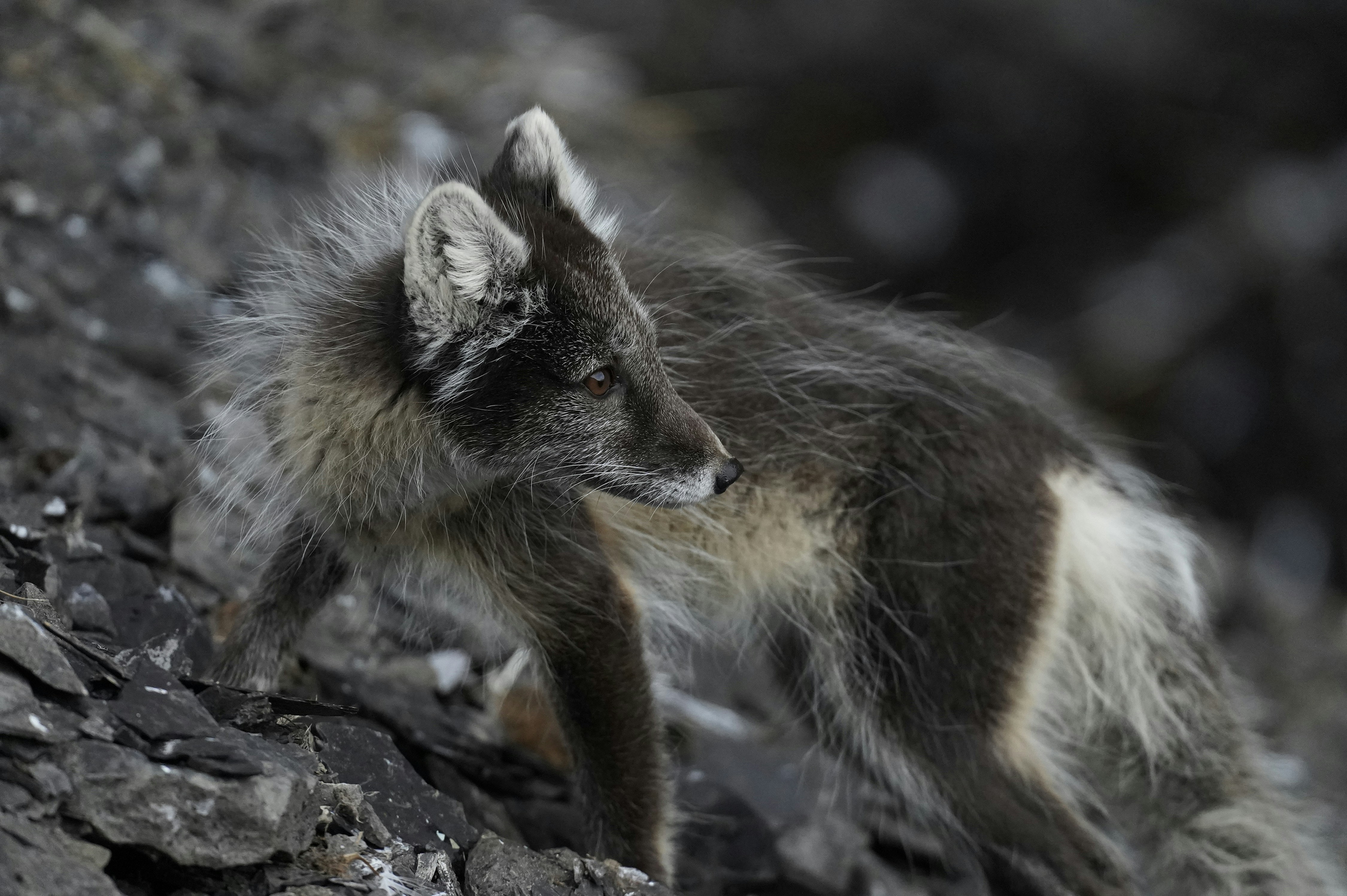 Gros plan d’un petit animal sur une surface rocheuse photo – Image ...