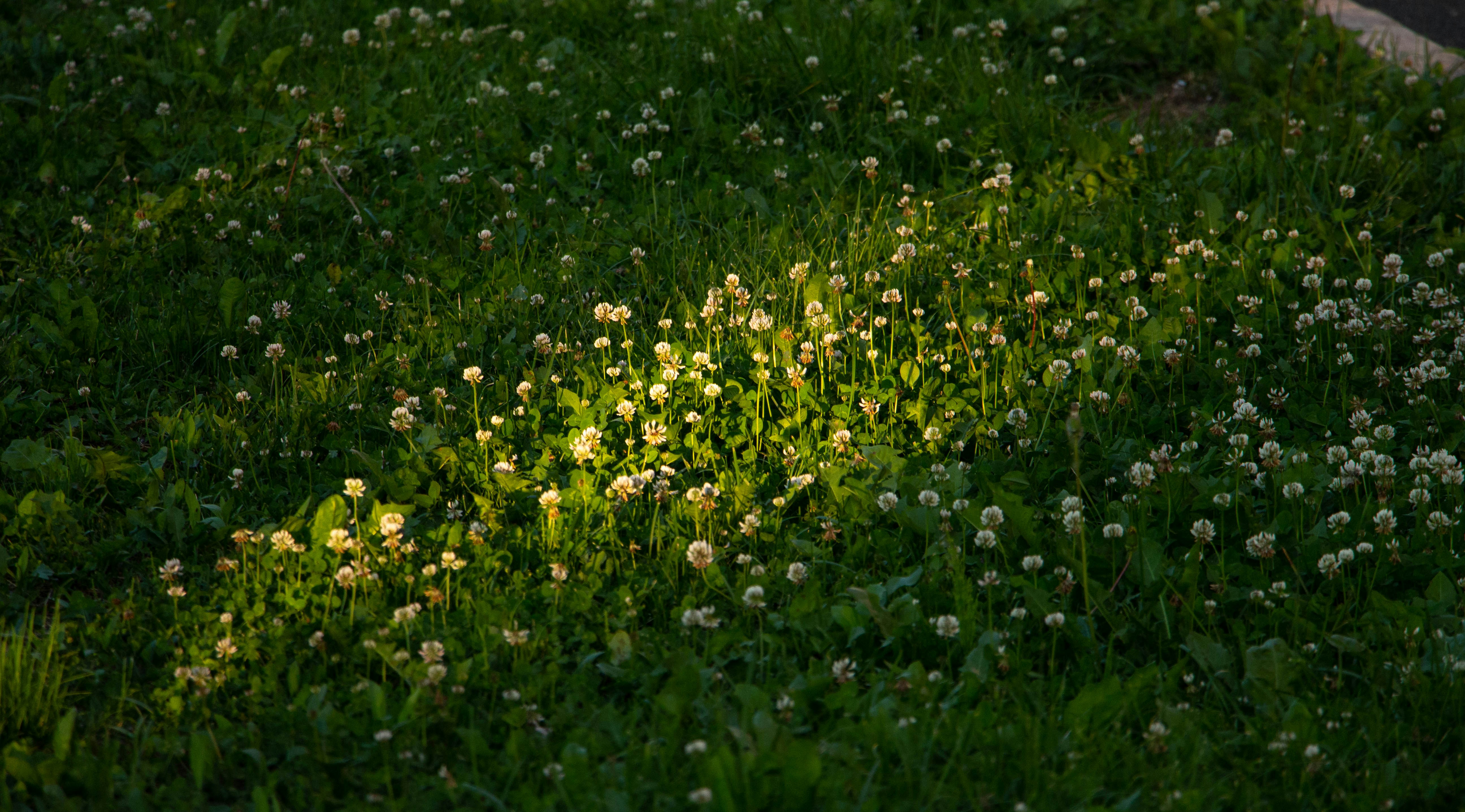 Spotlight on Clover: A Gentle Meadow Glow