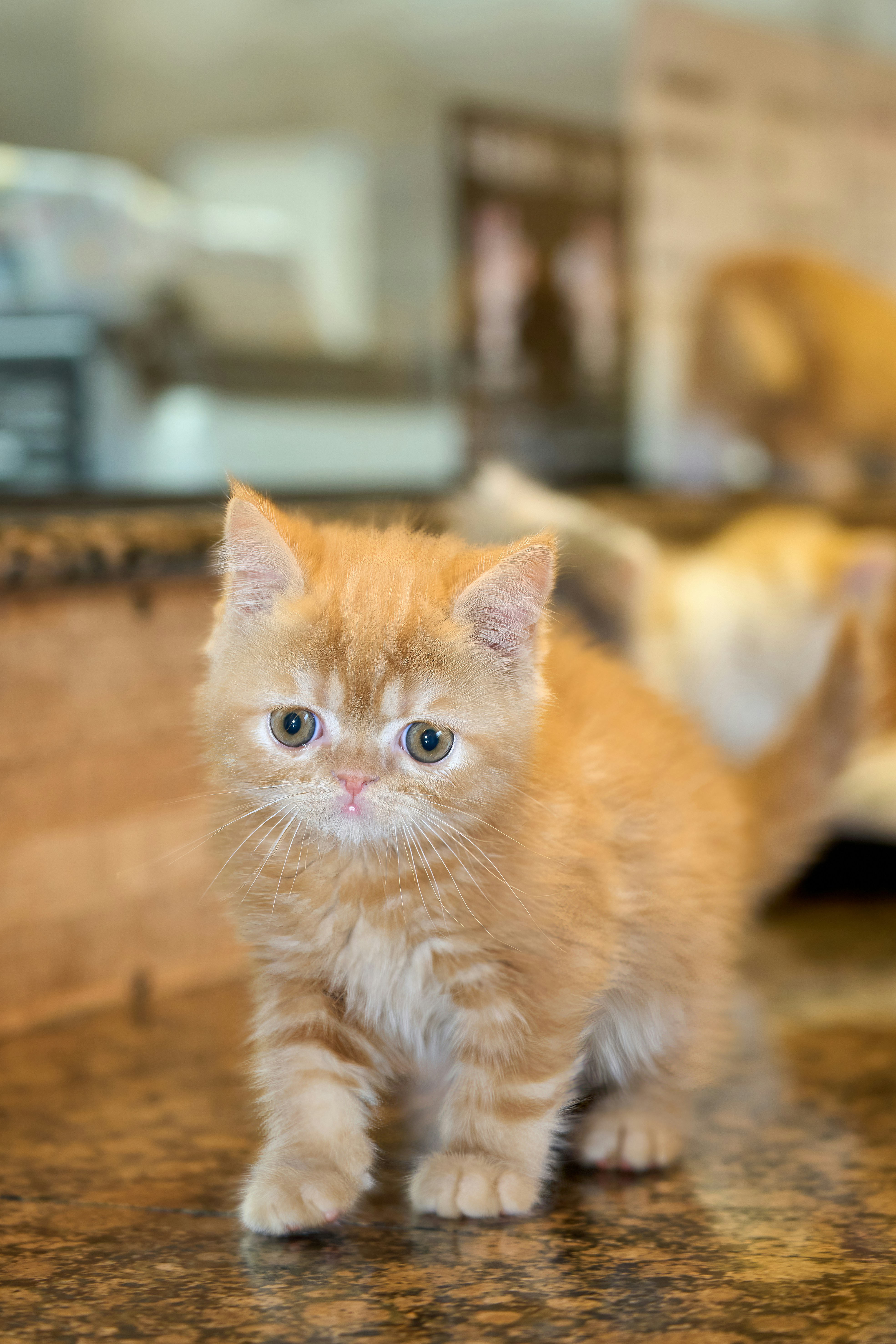 A small orange kitten sitting on top of a counter photo – Free Cat ...