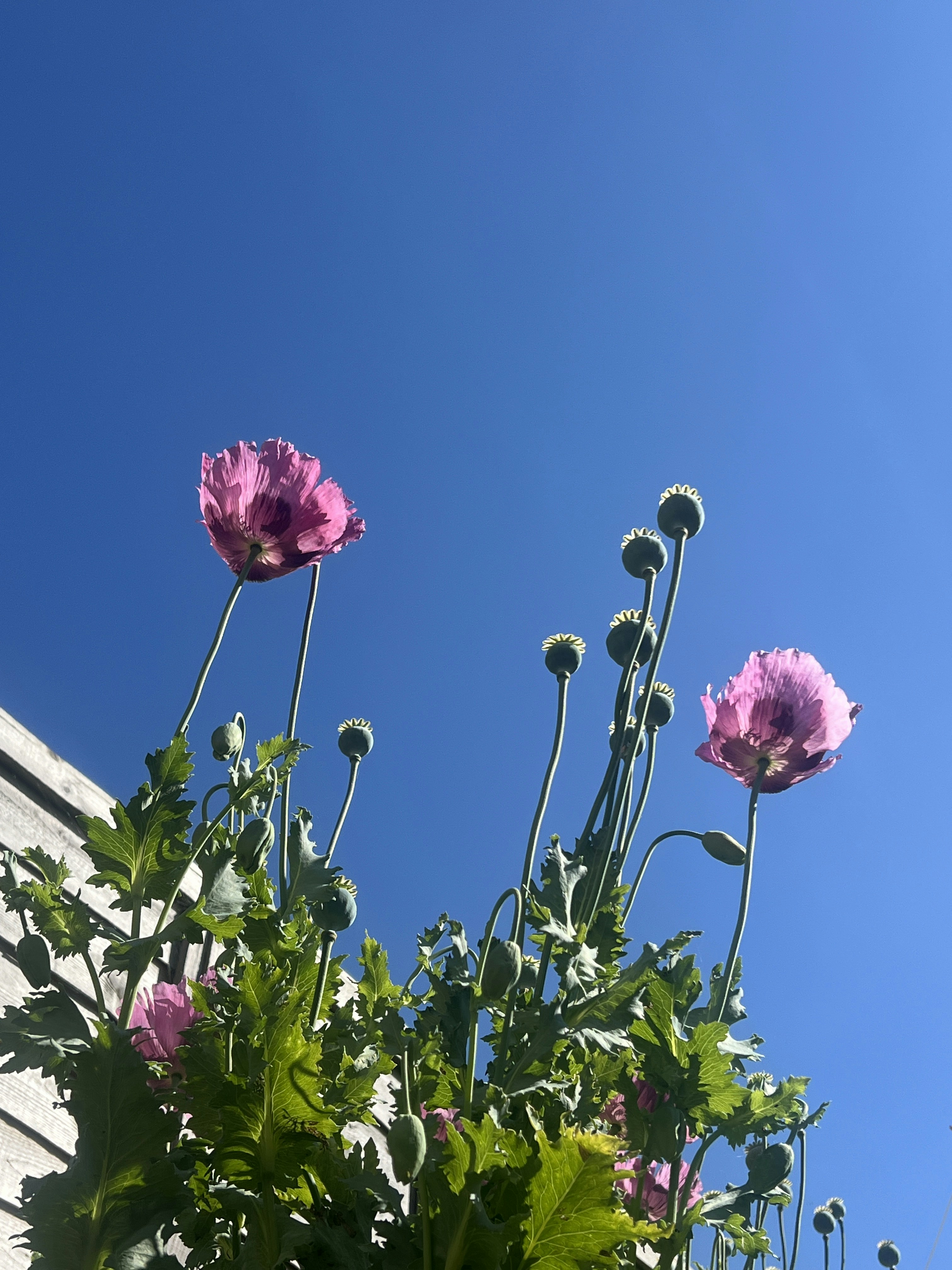 Pink Poppies Reaching Toward a Cerulean Sky