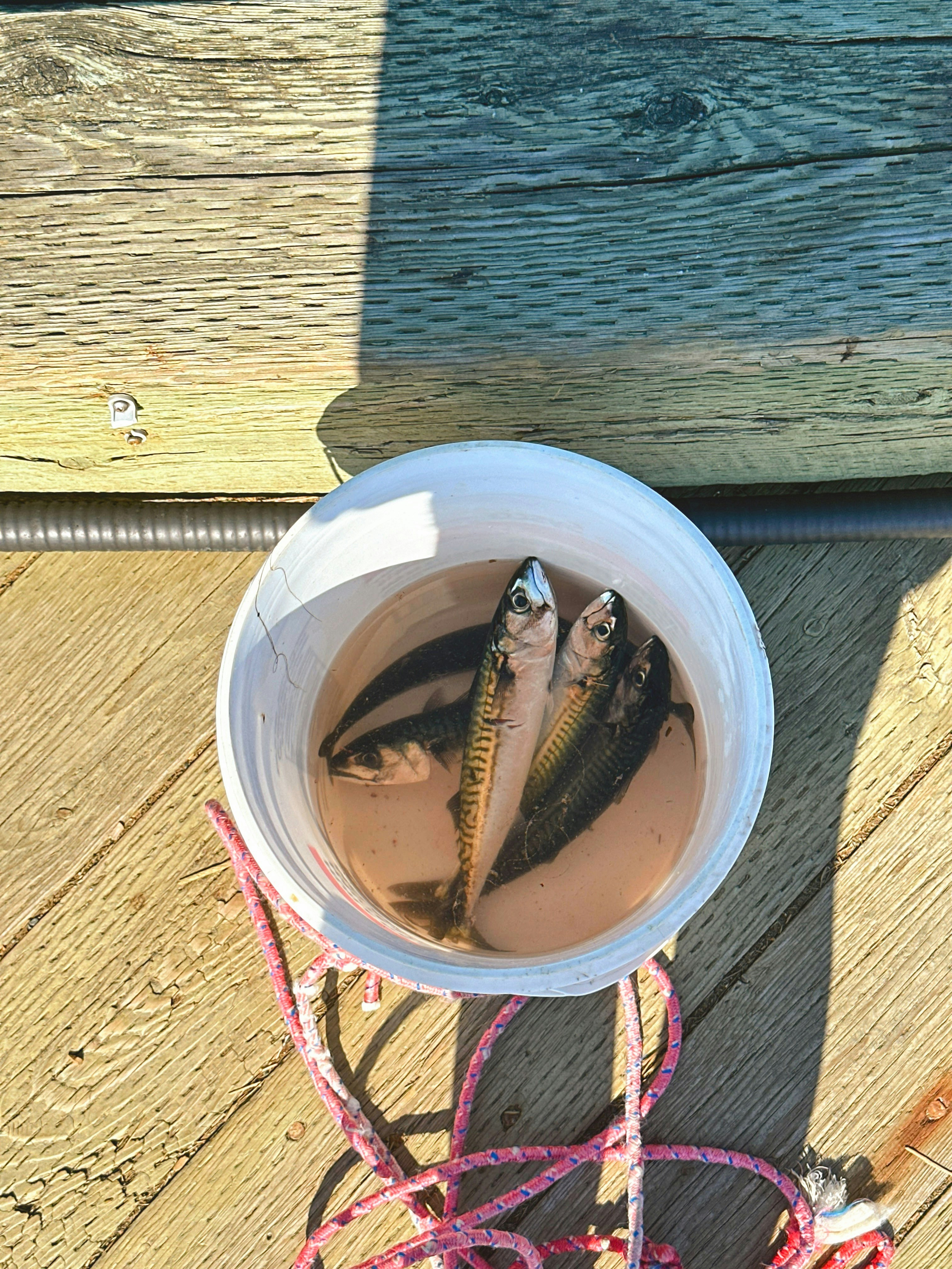 Three-Silver Herring Resting in a White Bucket on a Sunlit Dock