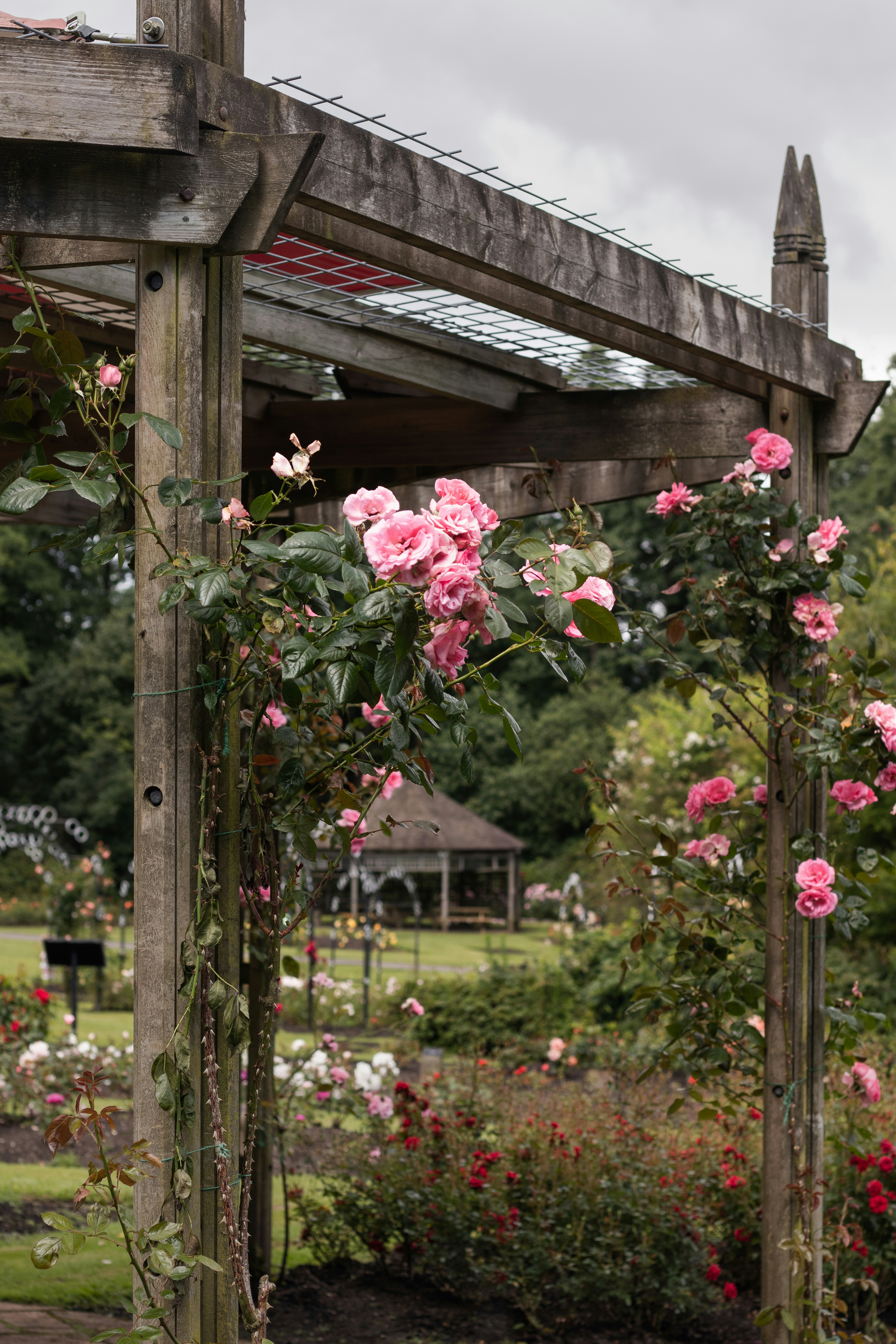Pink climbing roses entwined on a wooden trellis in a lush garden setting.