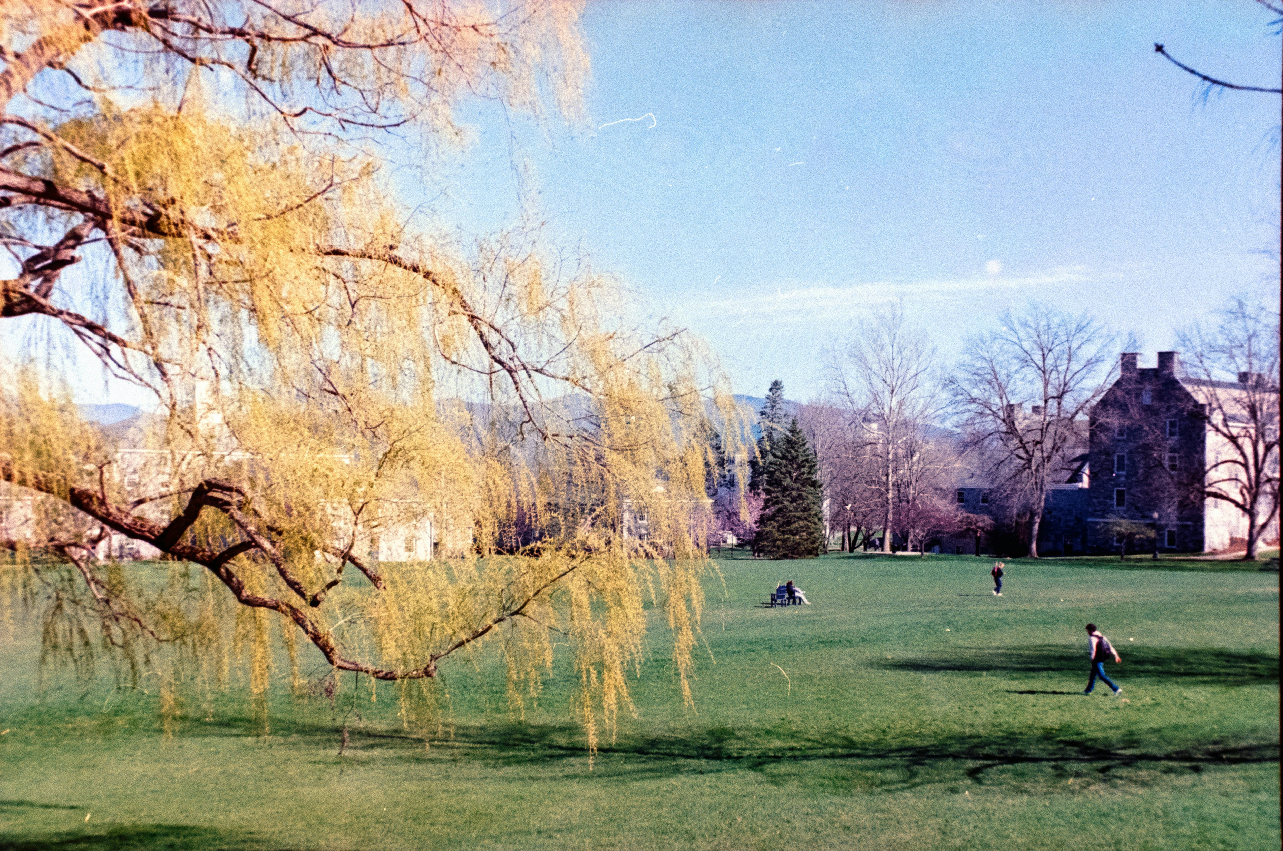 Sunlit campus lawn with a golden weeping willow on the left and distant players on the grass under a clear blue sky.