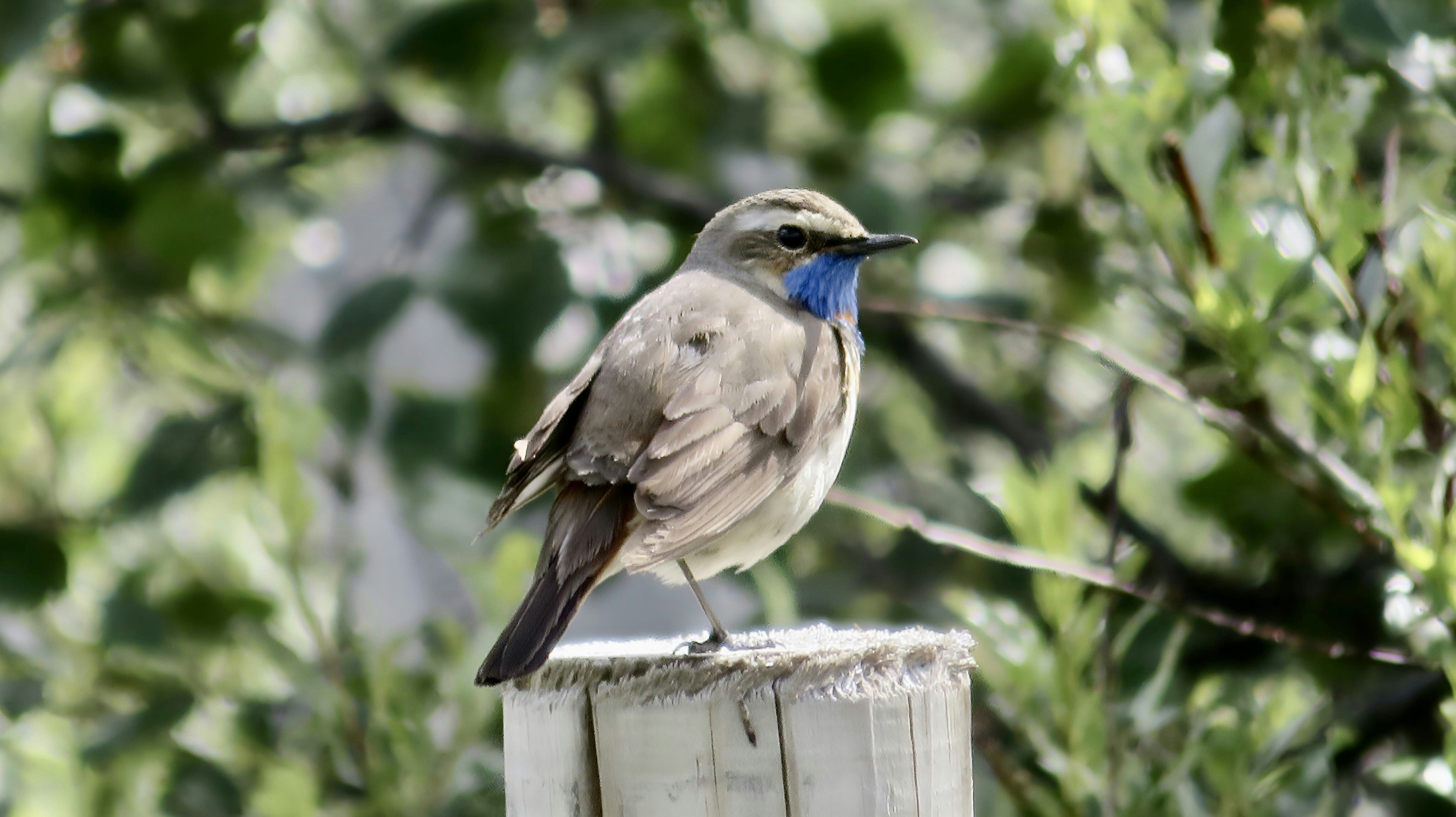 Young Bluethroat! Blåstrupeunge!