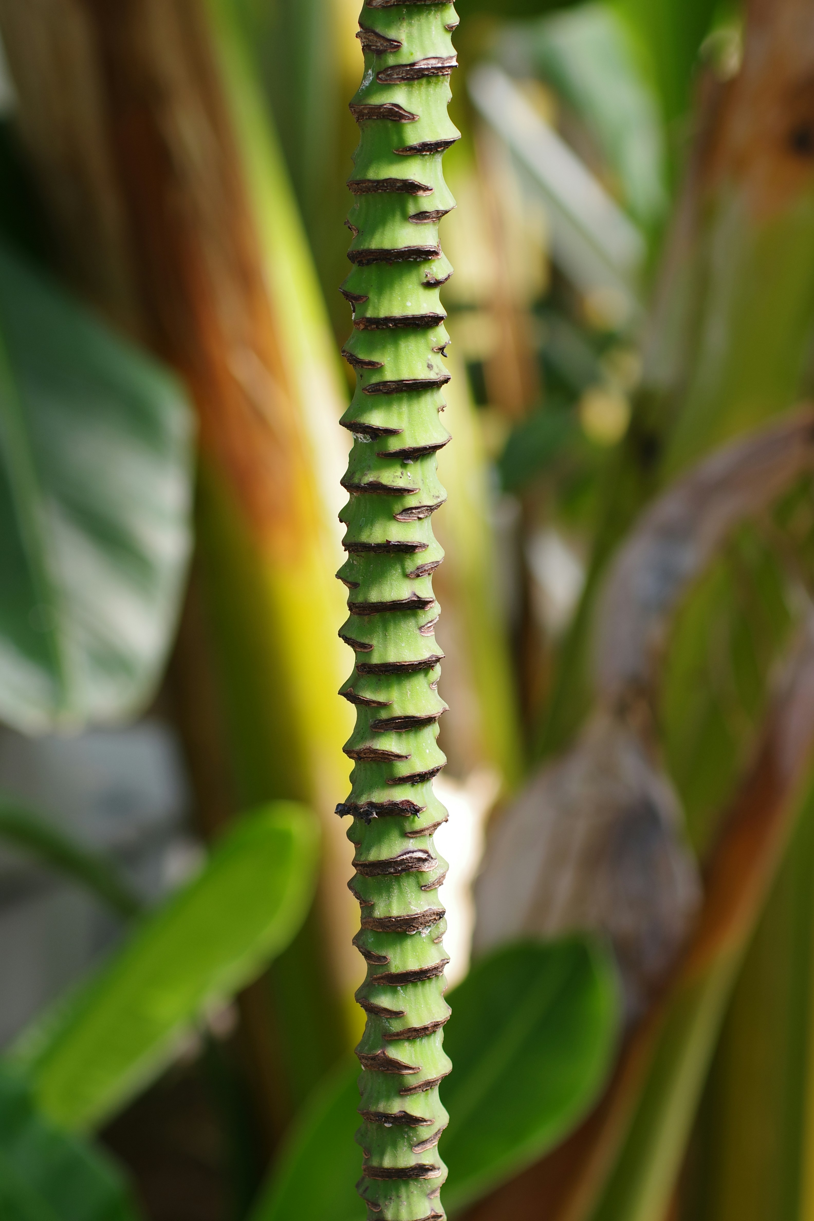 Ribbed Green Spire: close-up of a tropical plant stem
