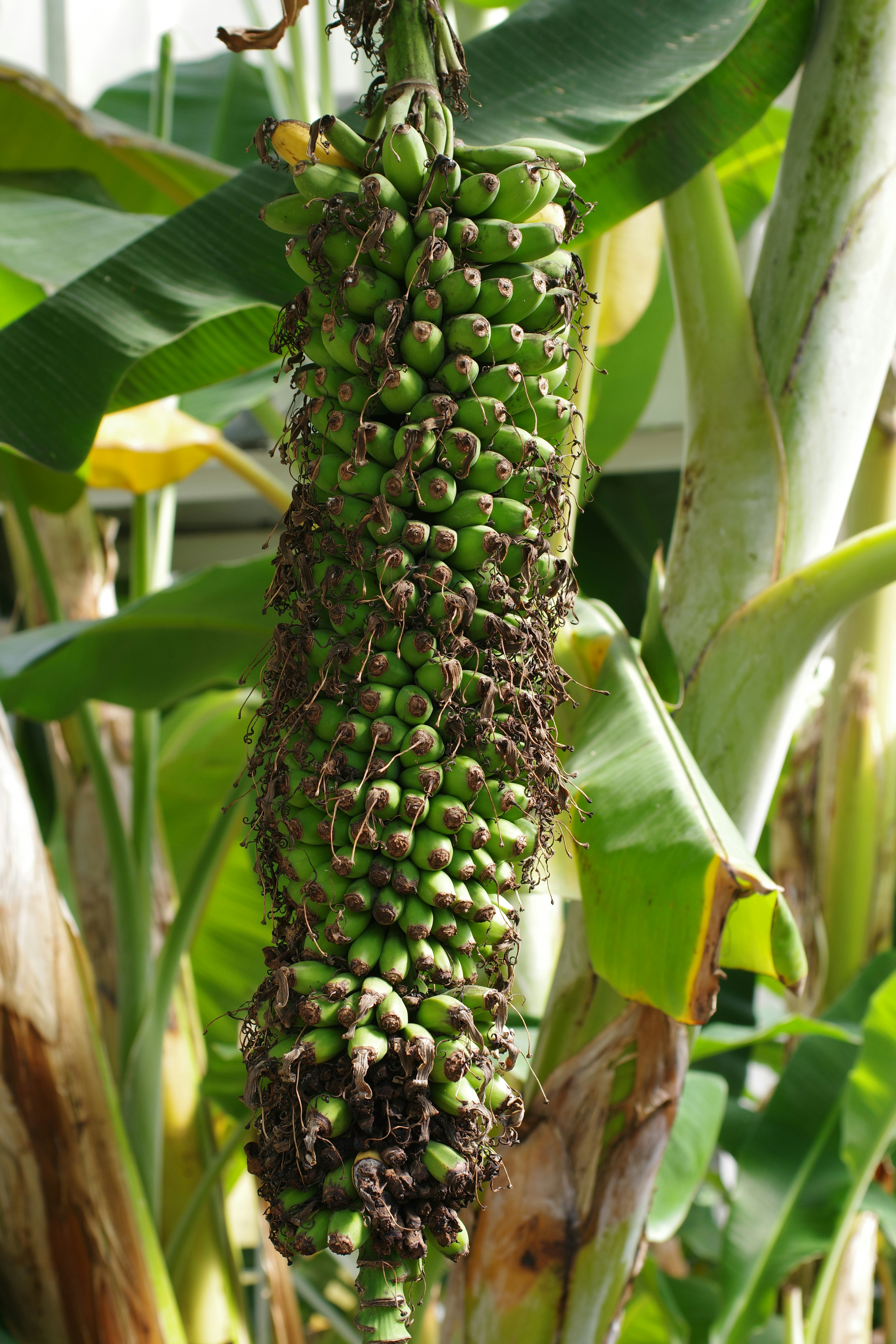 Banana Plant's Fruitful Cascade: A Distant Banana Bloom in Focus