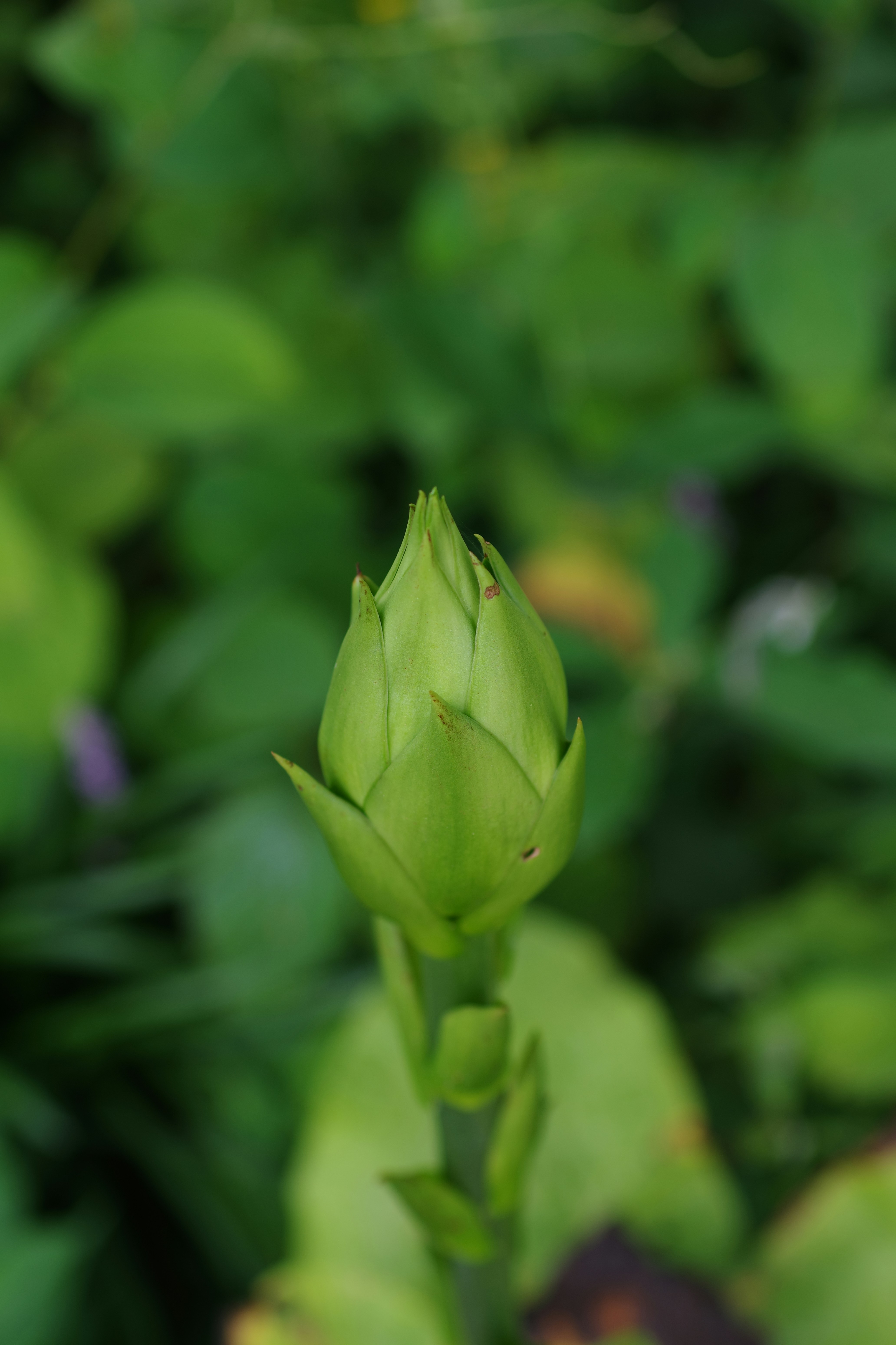 Beautiful green and flower garden、新緑と美しい花が織りなす絶景 A superb view of fresh greenery and beautiful flowers、Give a bouquet of flowers 花束贈るA superb view of Japan's beautiful village and flowers