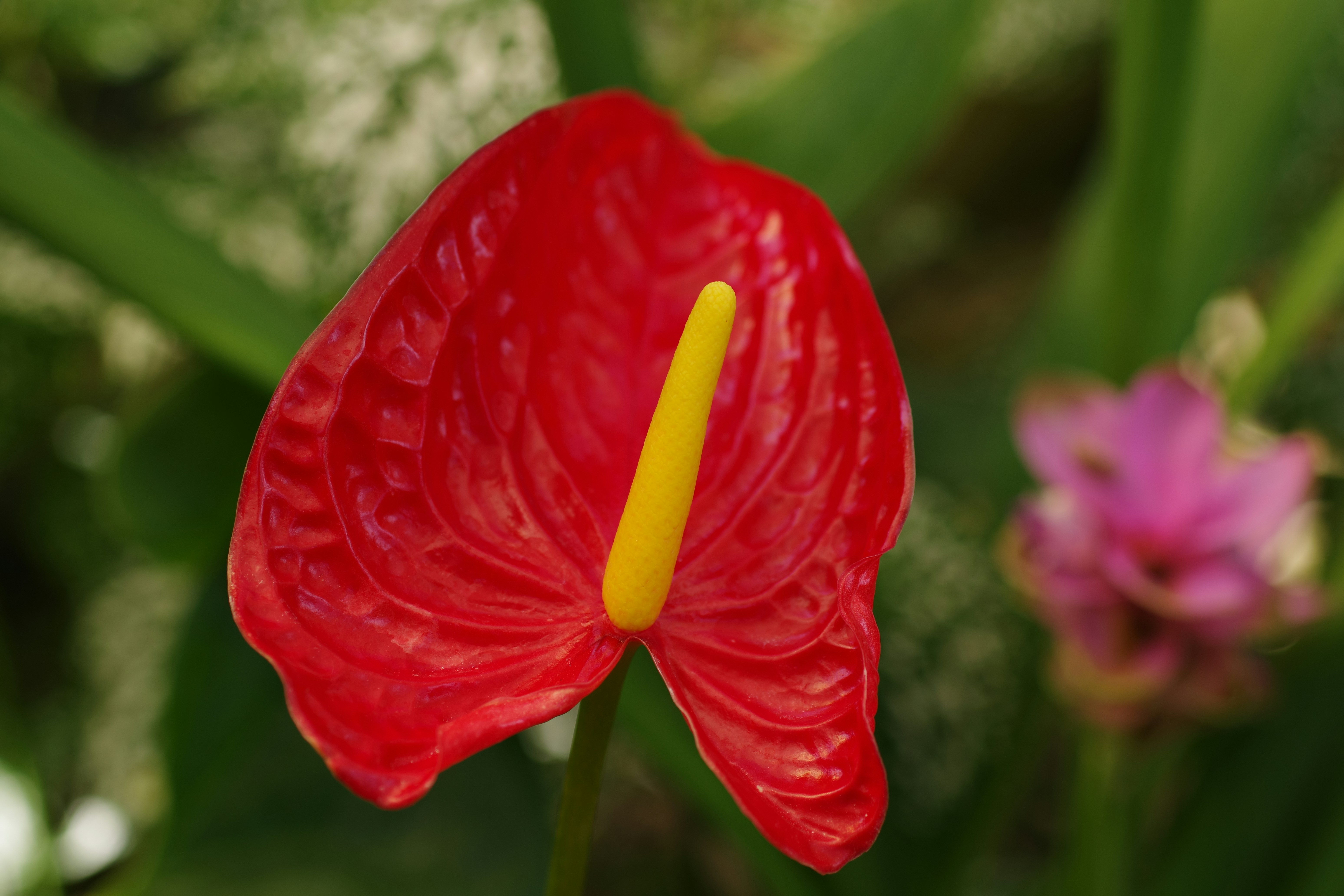 Beautiful green and flower garden、新緑と美しい花が織りなす絶景 A superb view of fresh greenery and beautiful flowers、Give a bouquet of flowers 花束贈るA superb view of Japan's beautiful village and flowers