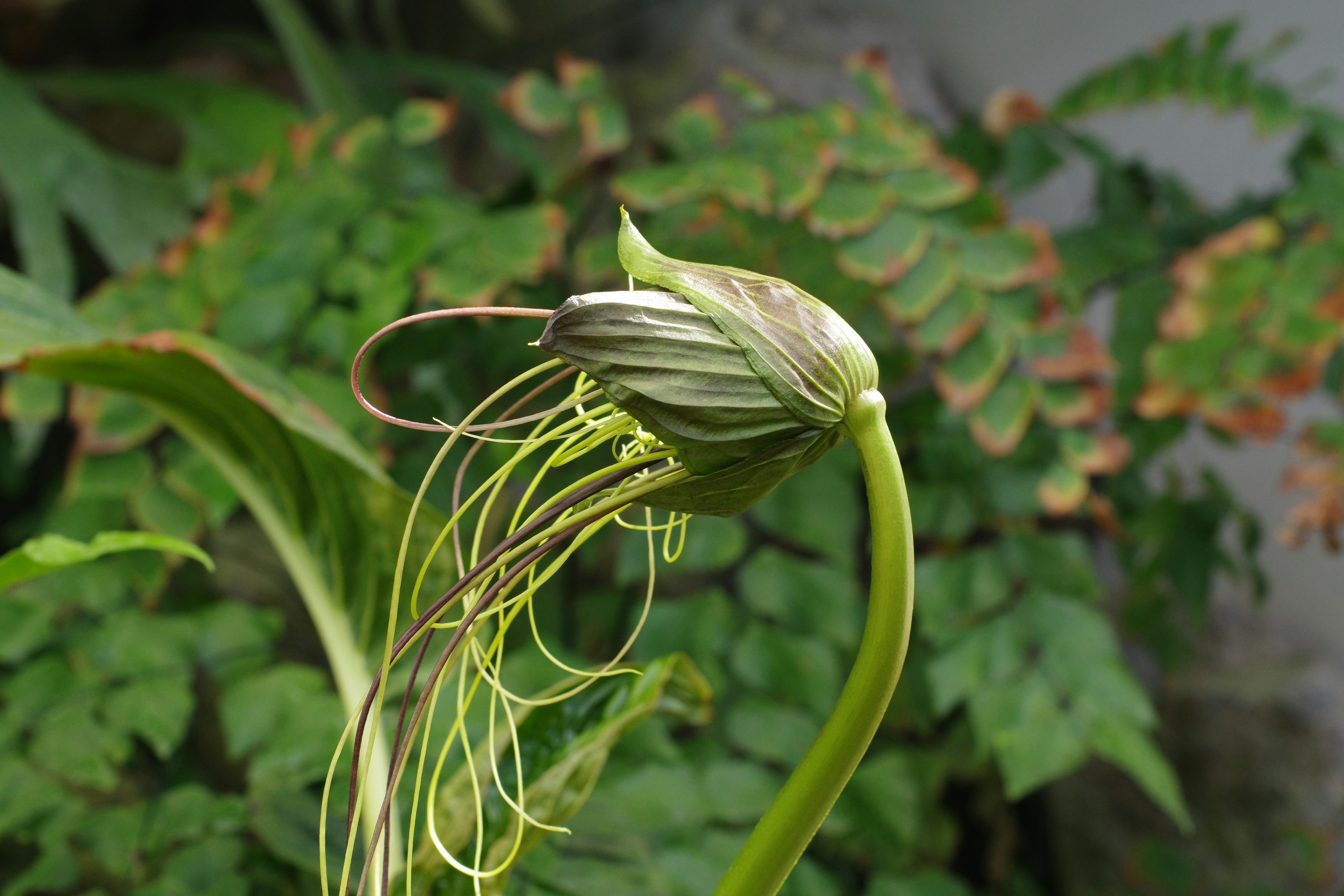 Arching Bud with Whispering Stamens: a Close-Up Garden Moment