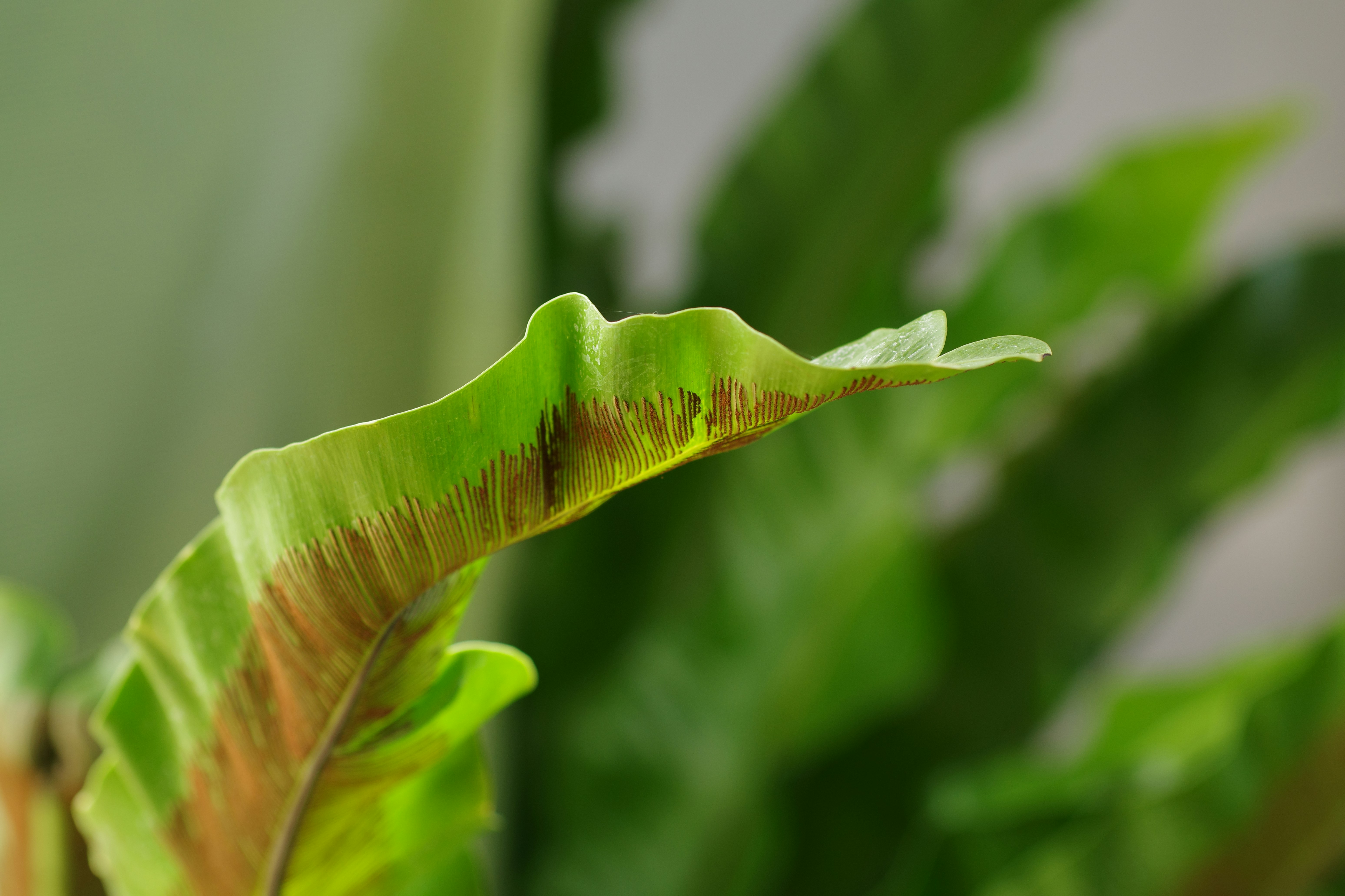 Margin Drama: Close-Up on a Banana Leaf’s Weathered Edge