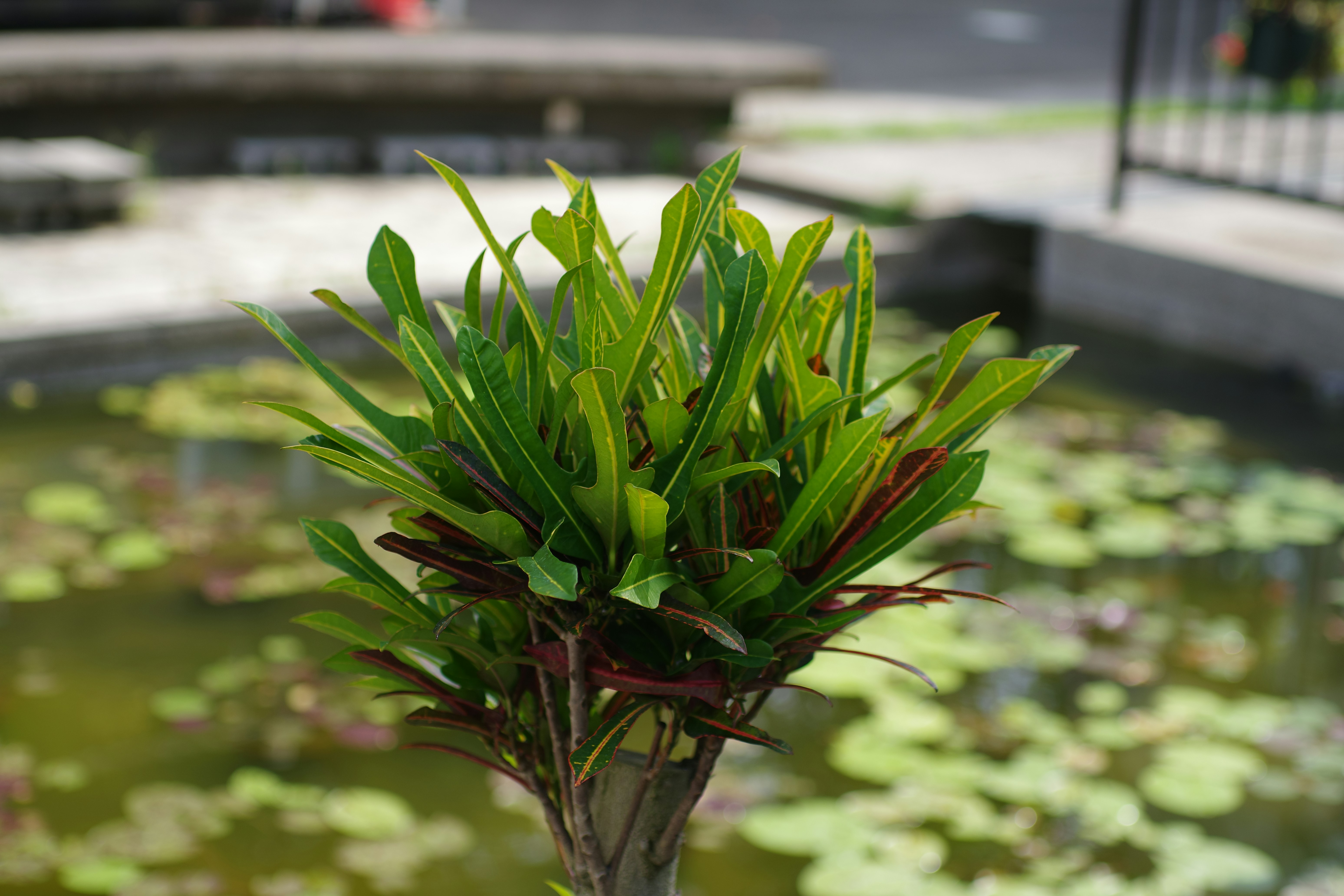 Emerald Crown Rising Over a Quiet Pond