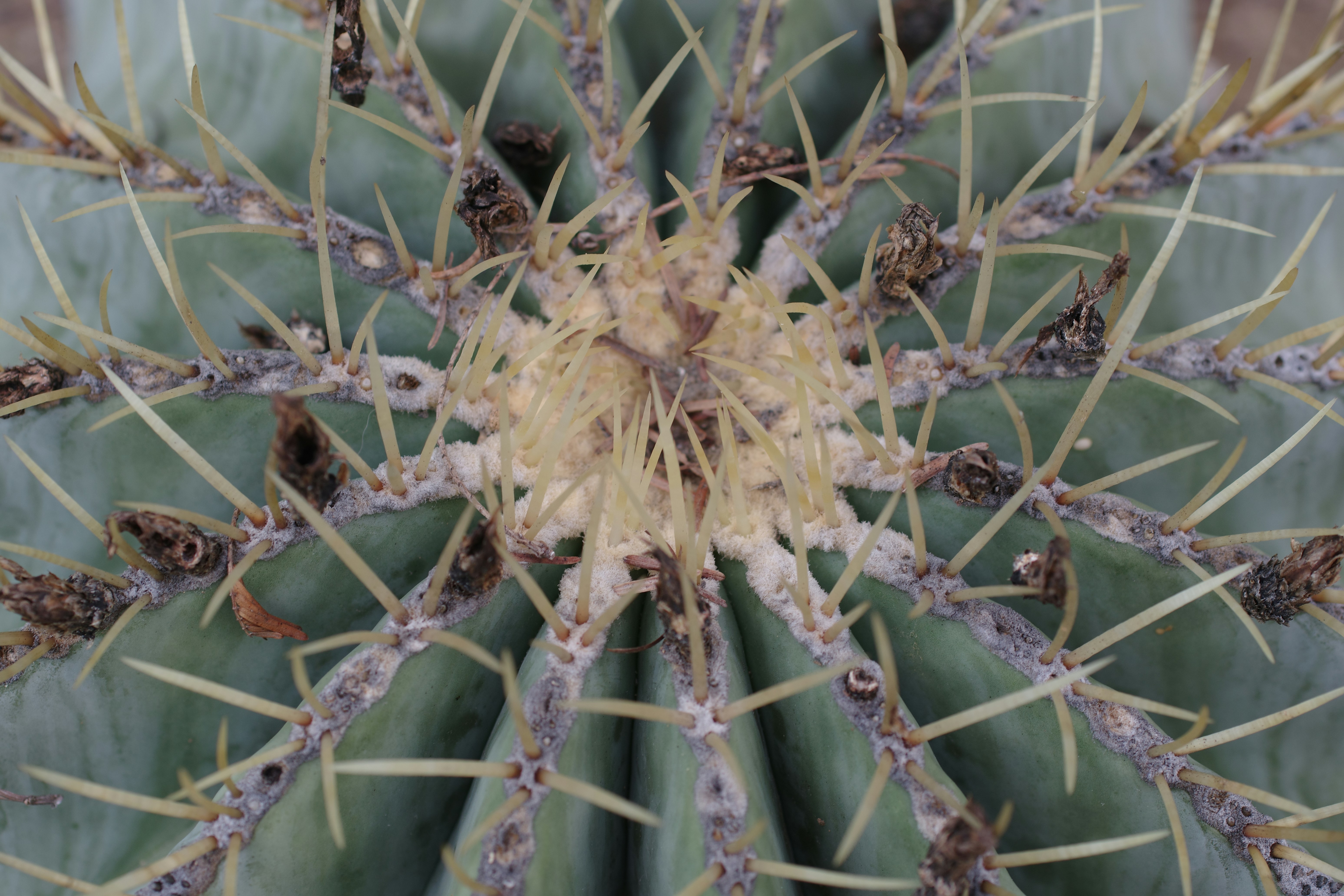Center Crown: Macro Study of a Desert Cactus Rosette