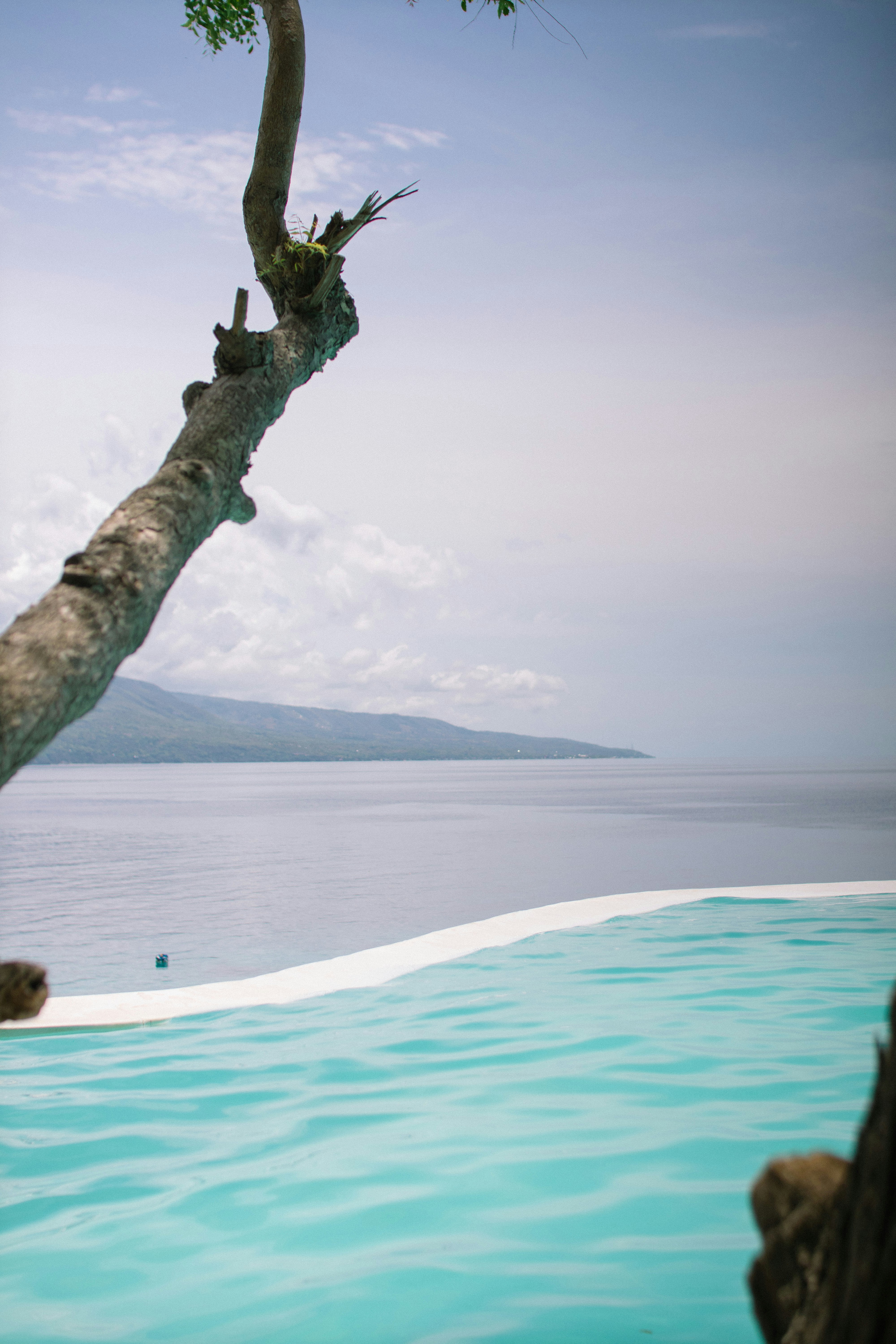 A tree leaning over the edge of a swimming pool photo – Free Beach ...