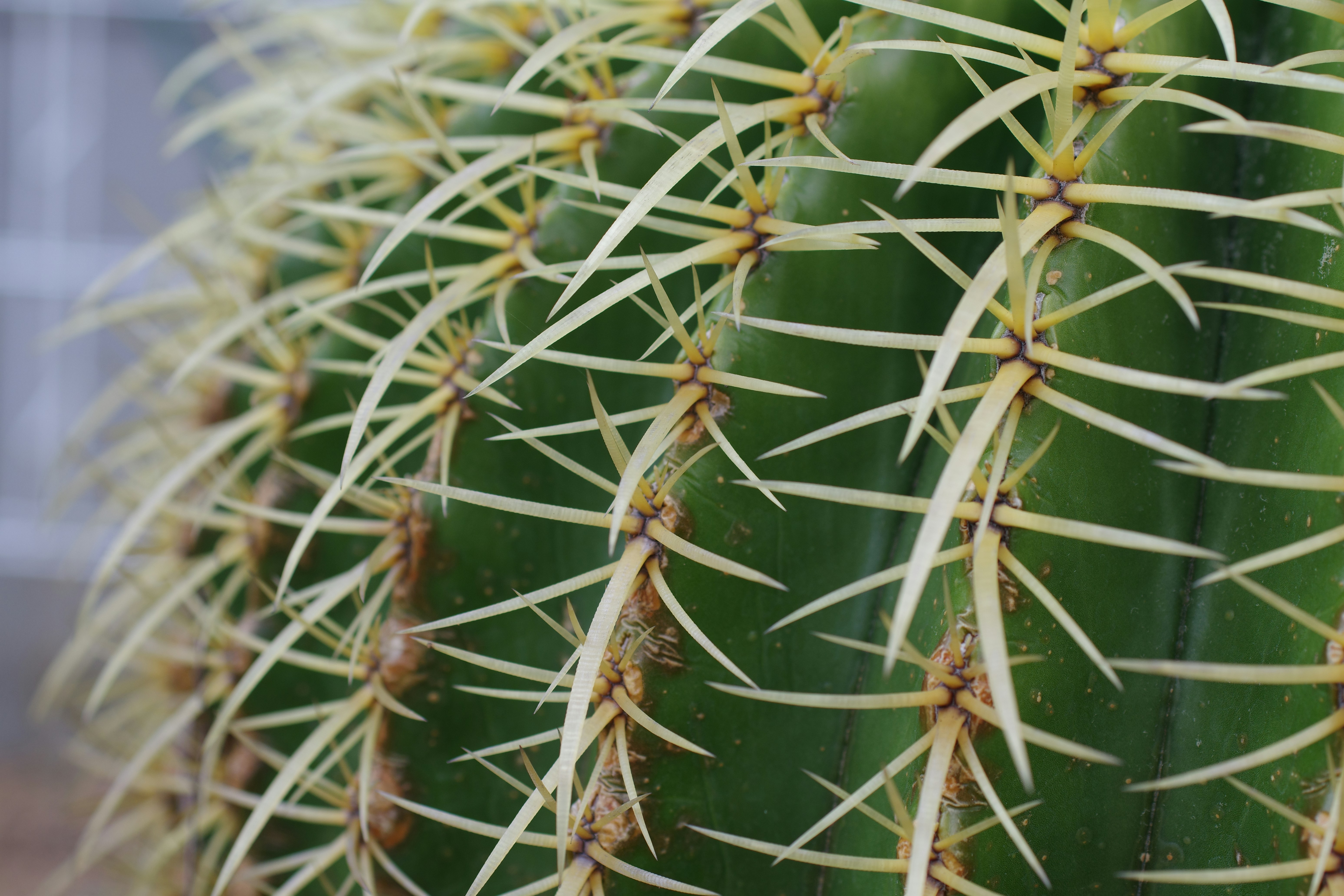 Beautiful green and flower garden、新緑と美しい花が織りなす絶景 A superb view of fresh greenery and beautiful flowers、Give a bouquet of flowers 花束贈るA superb view of Japan's beautiful village and flowers