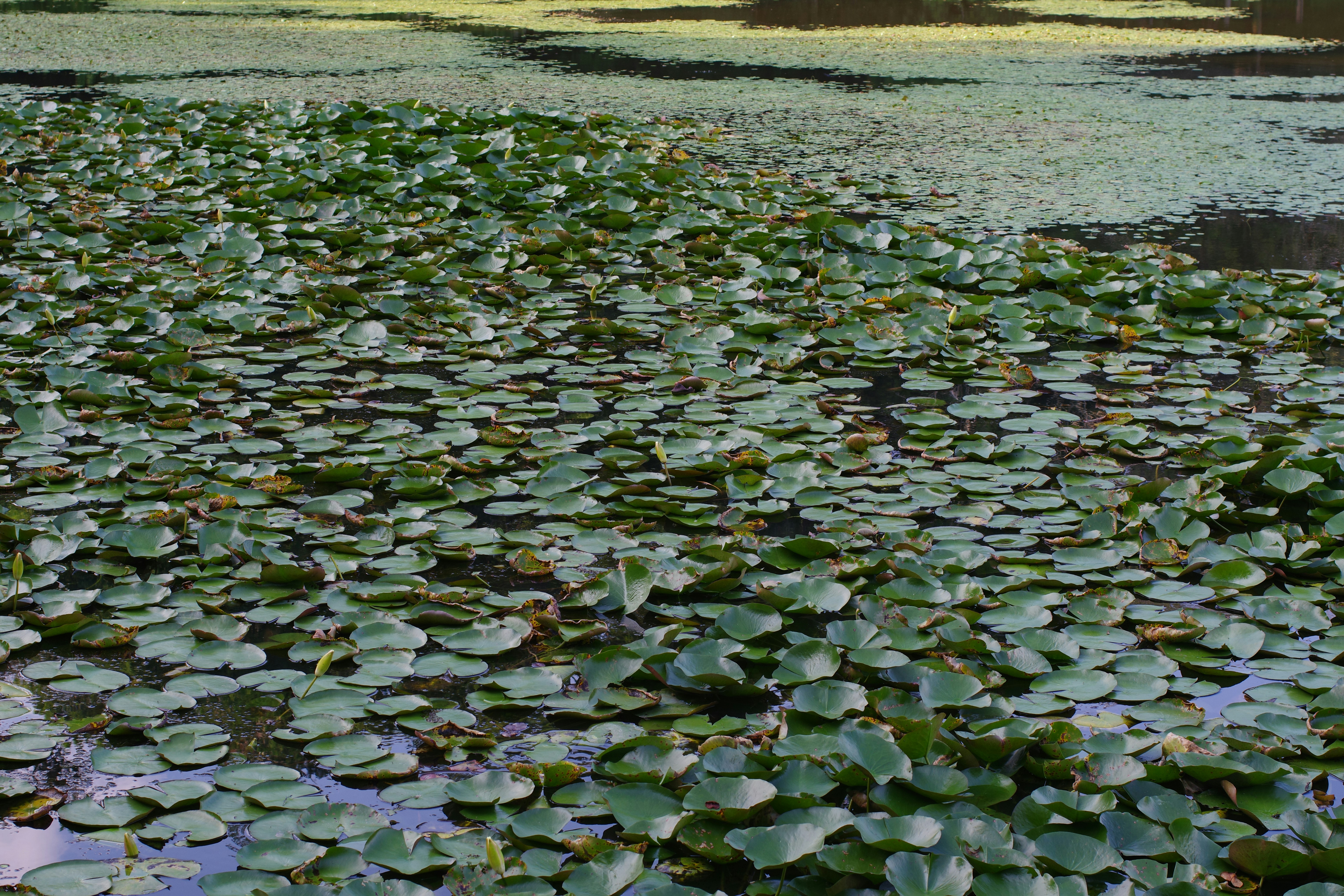 Beautiful green and flower garden、新緑と美しい花が織りなす絶景 A superb view of fresh greenery and beautiful flowers、Give a bouquet of flowers 花束贈るA superb view of Japan's beautiful village and flowers