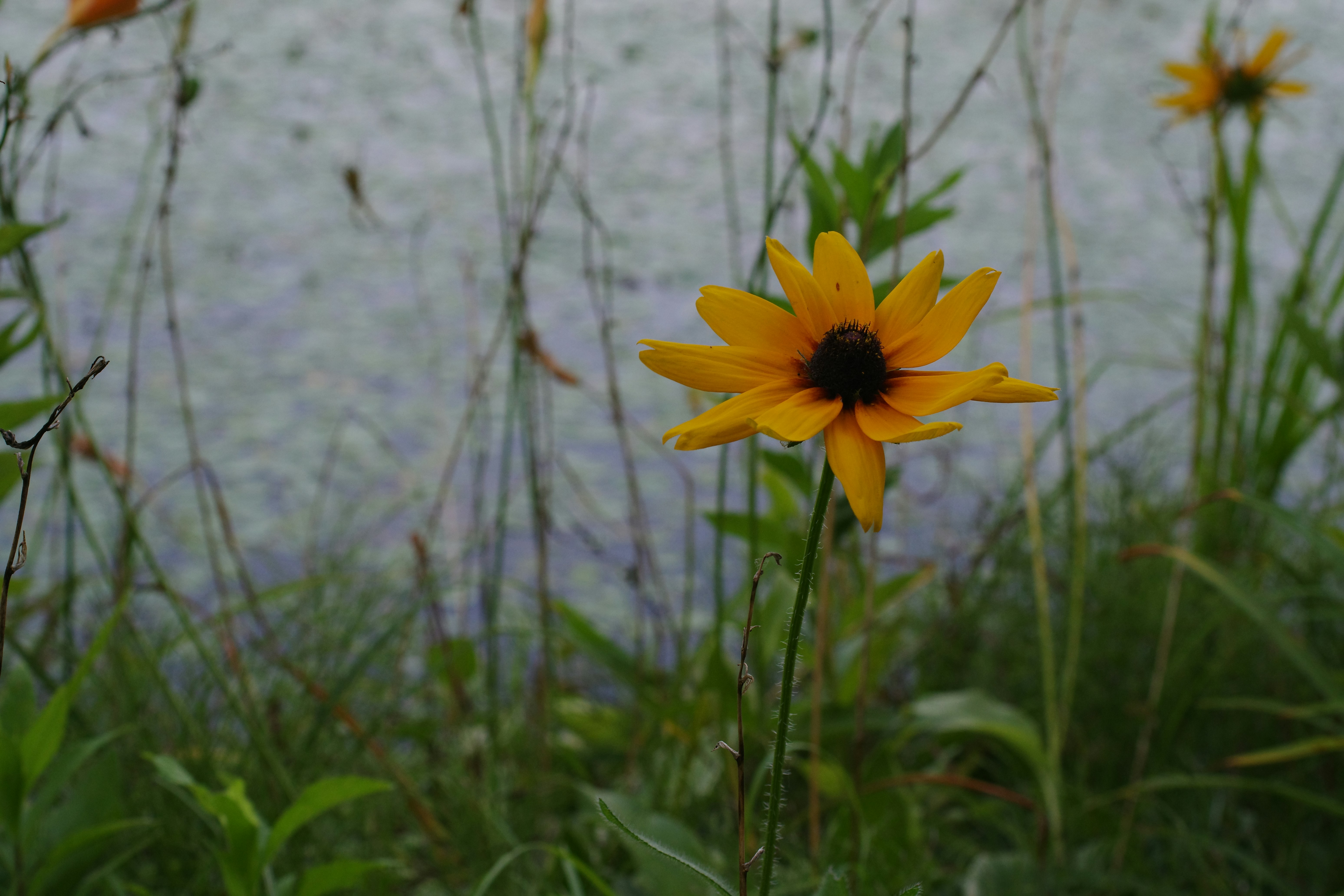 Yellow Blossom in Morning Wetland