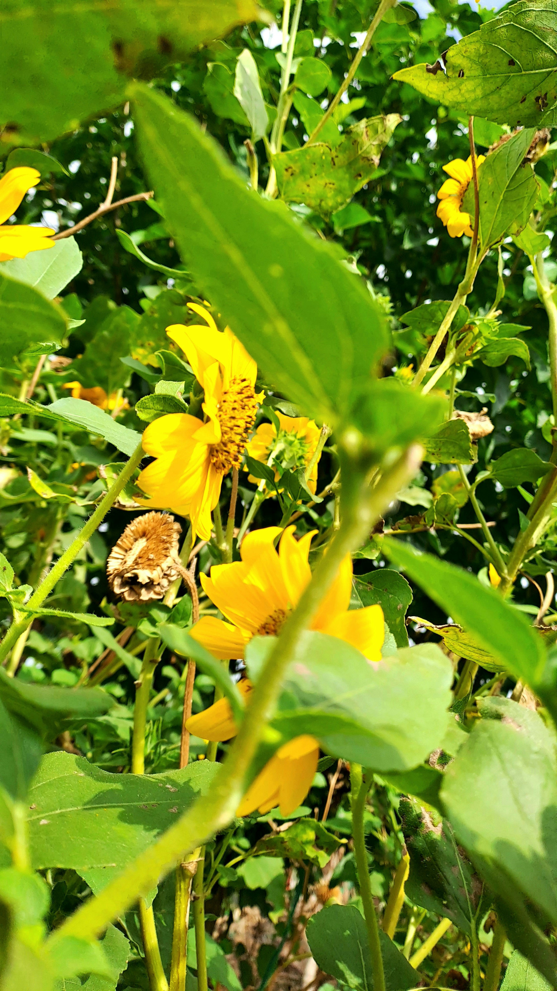 Photo by Noor Khan with Samsung Galaxy A33 5G