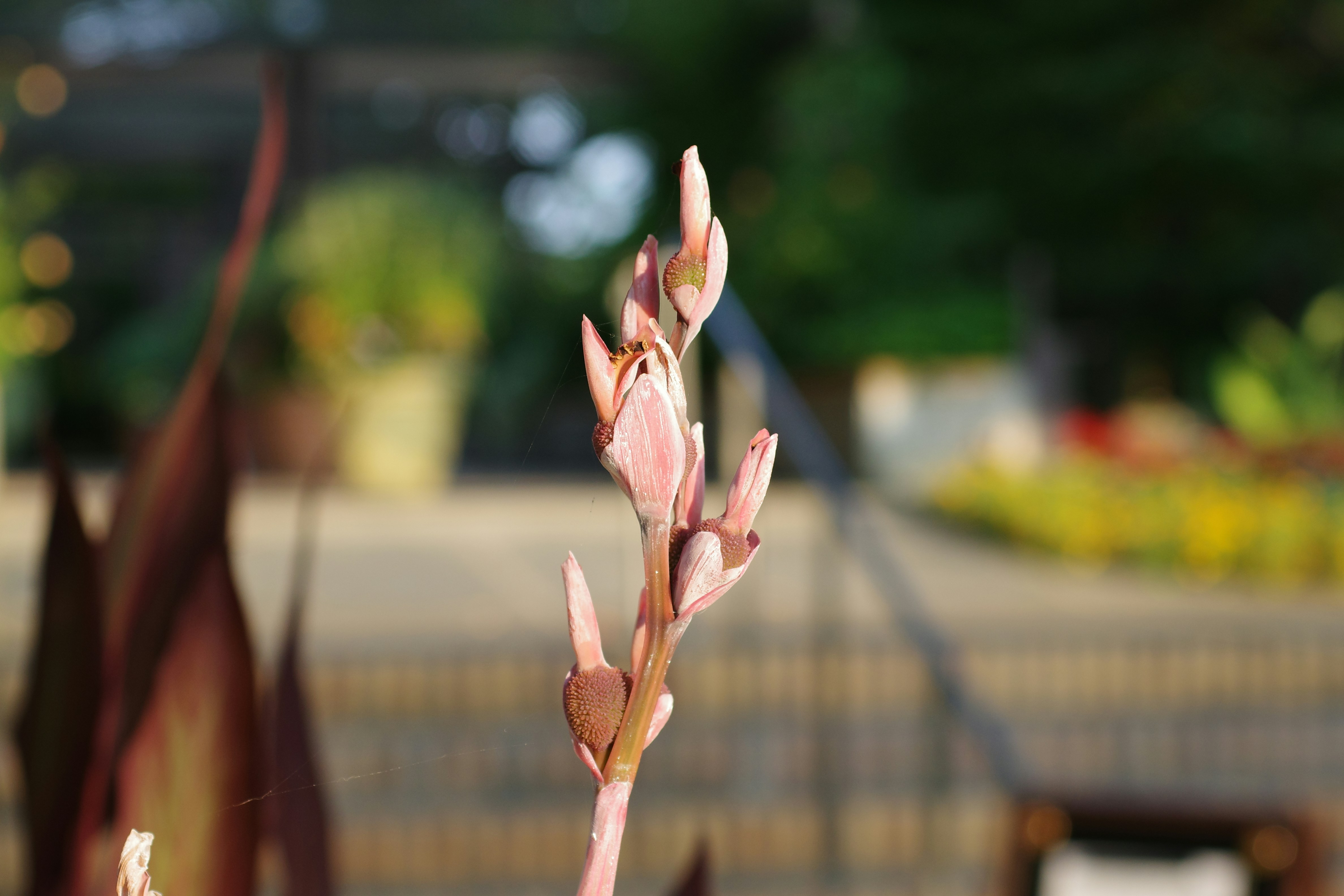 Pink Buds in Focus: A Quiet Garden Portrait