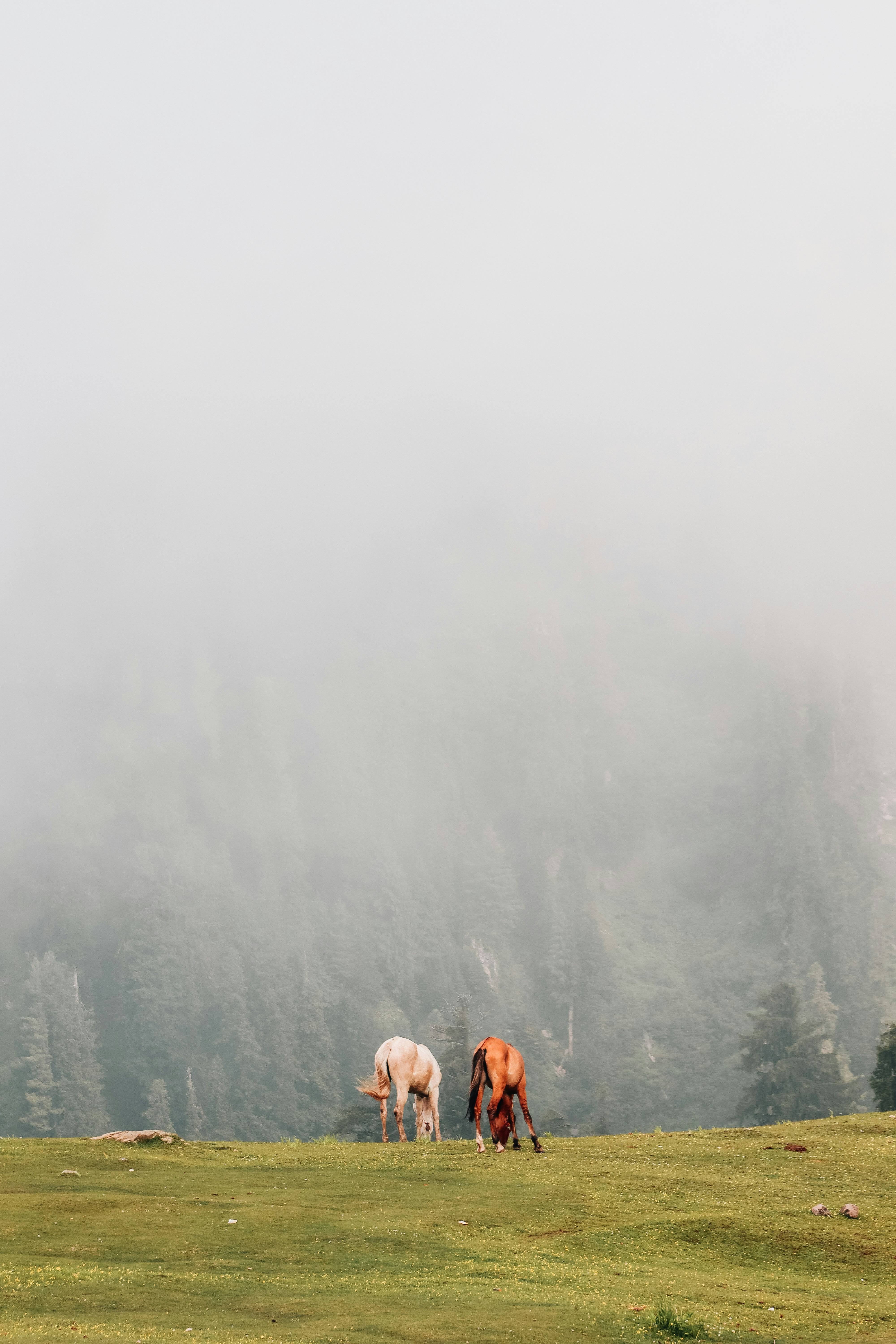 Two Grazing Horses Emergent from Mist Over Alpine Meadow