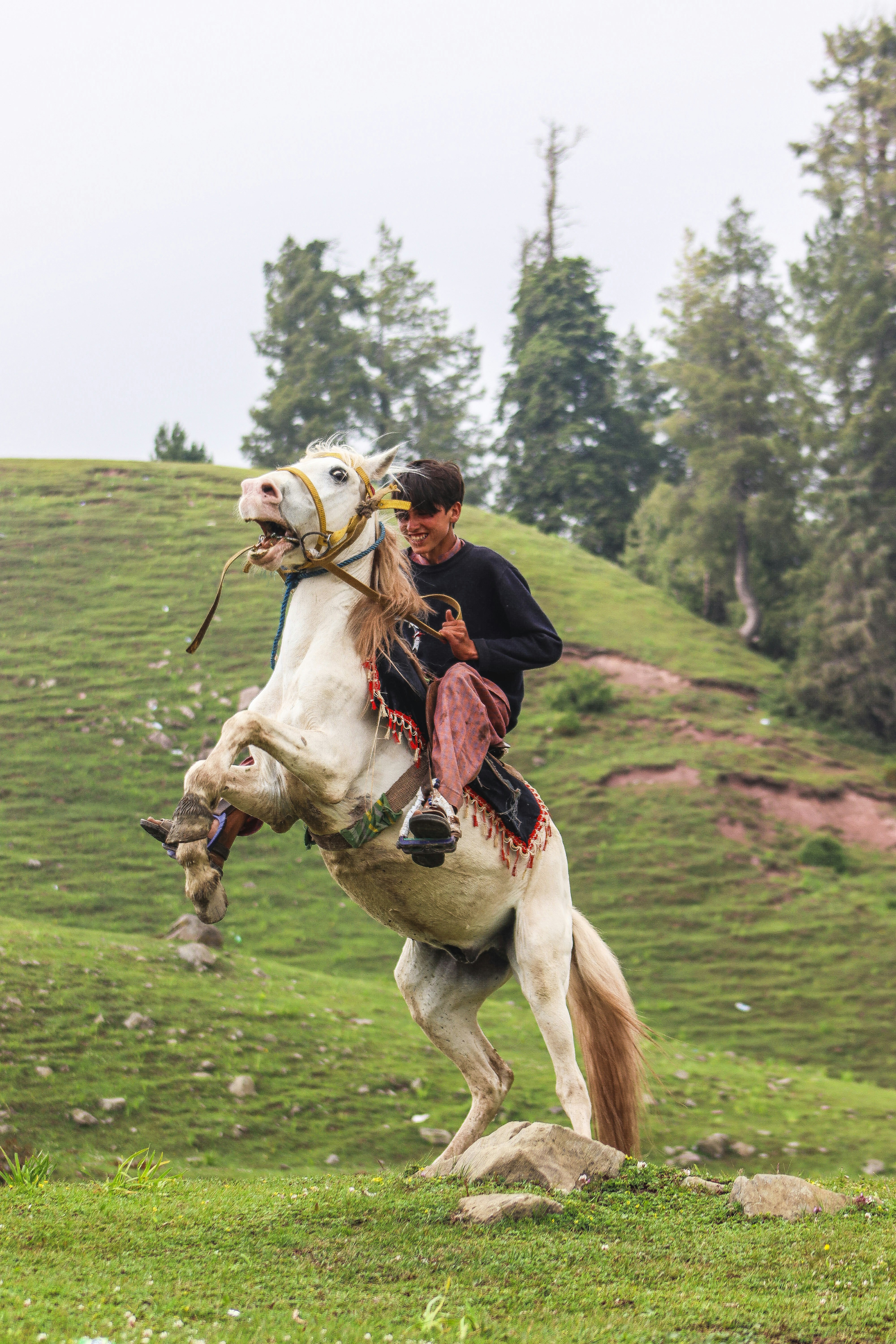 A man riding on the back of a white horse photo – Free Animal Image on ...