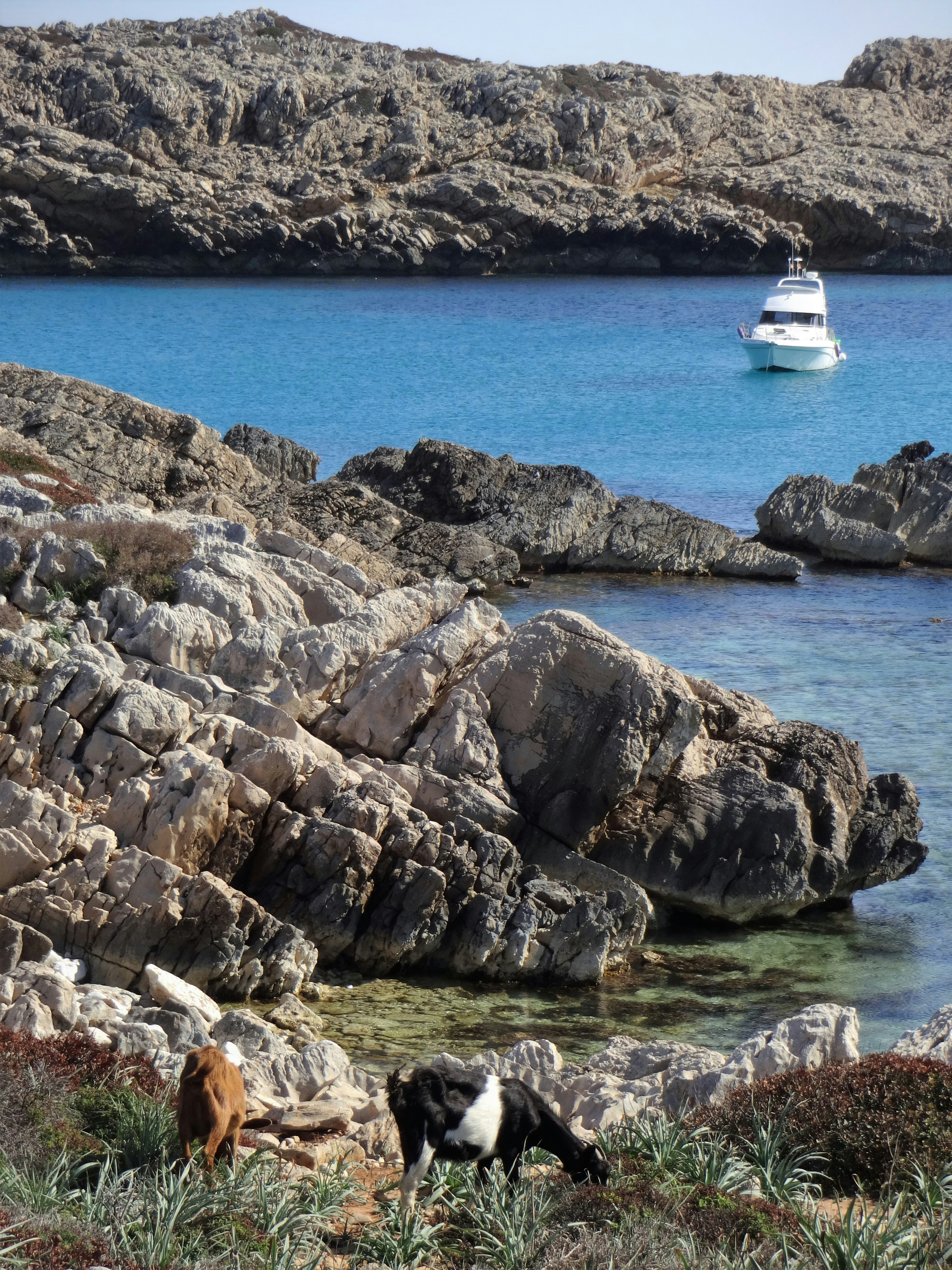 Coastal scene with a white motor yacht on blue water beyond rugged granite cliffs. Two dogs graze among coastal scrub in the foreground.