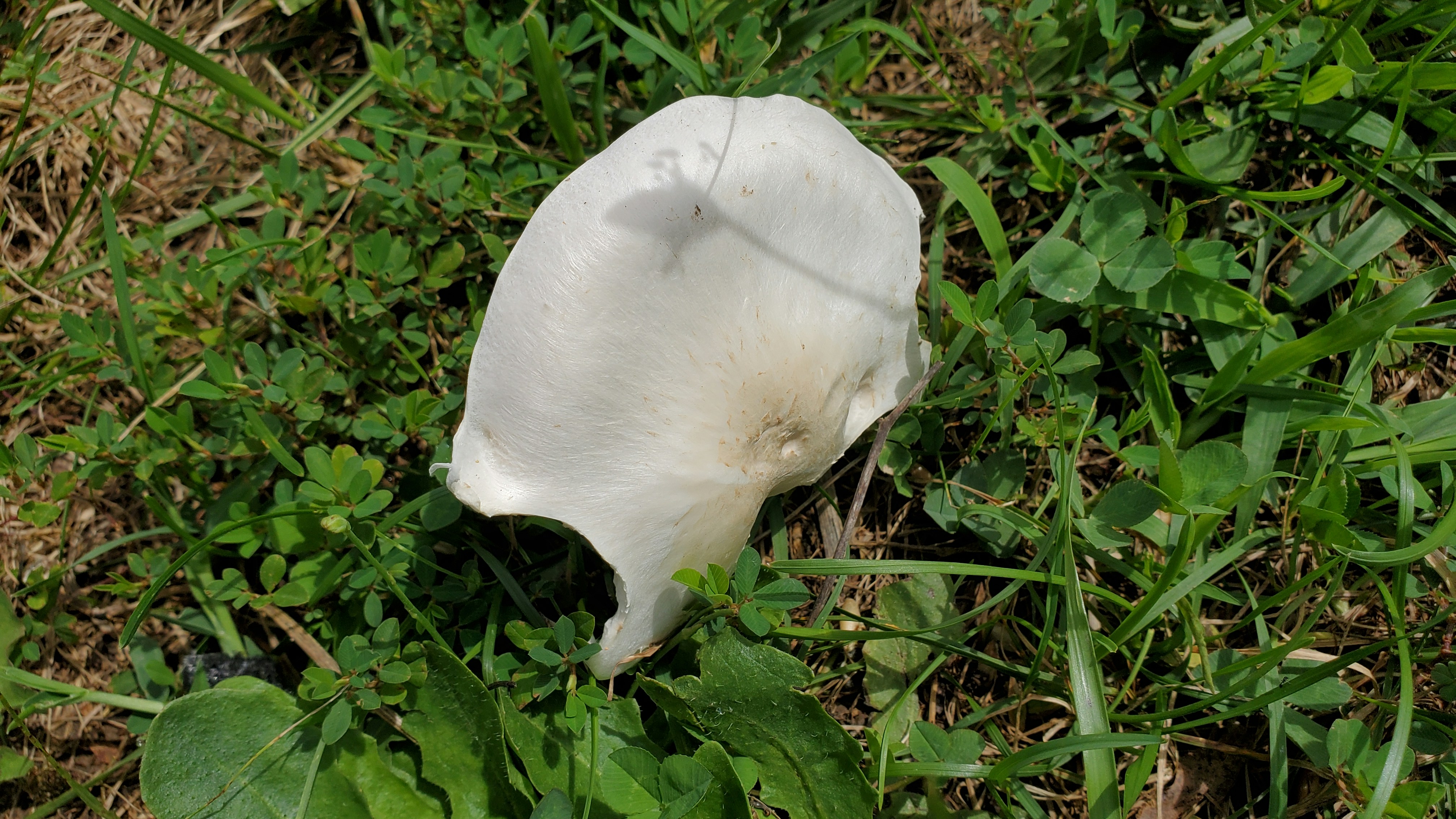White Mushroom Cap Resting Among Grass and Clover