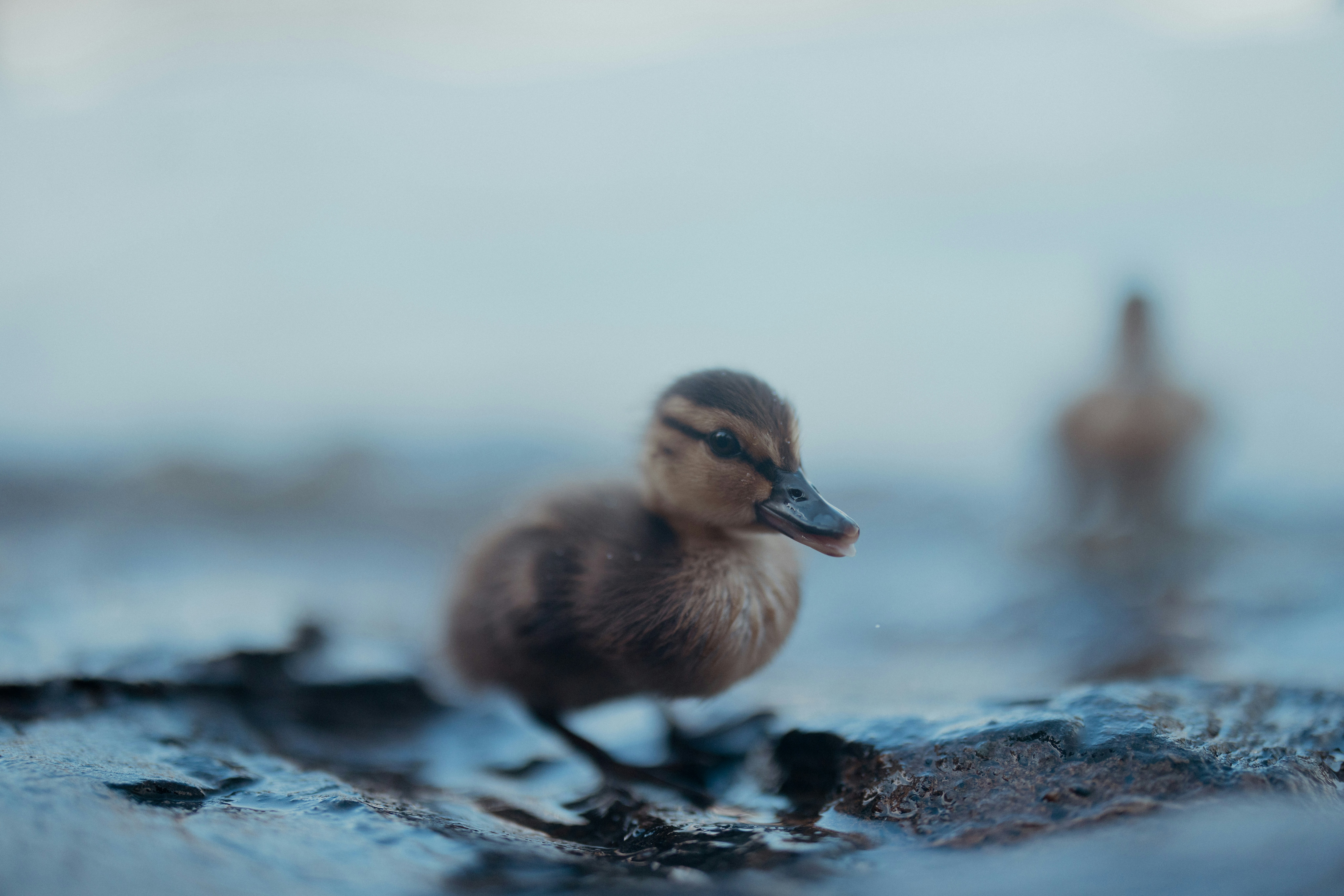 A small duck standing on top of a puddle of water photo – Free Beak ...