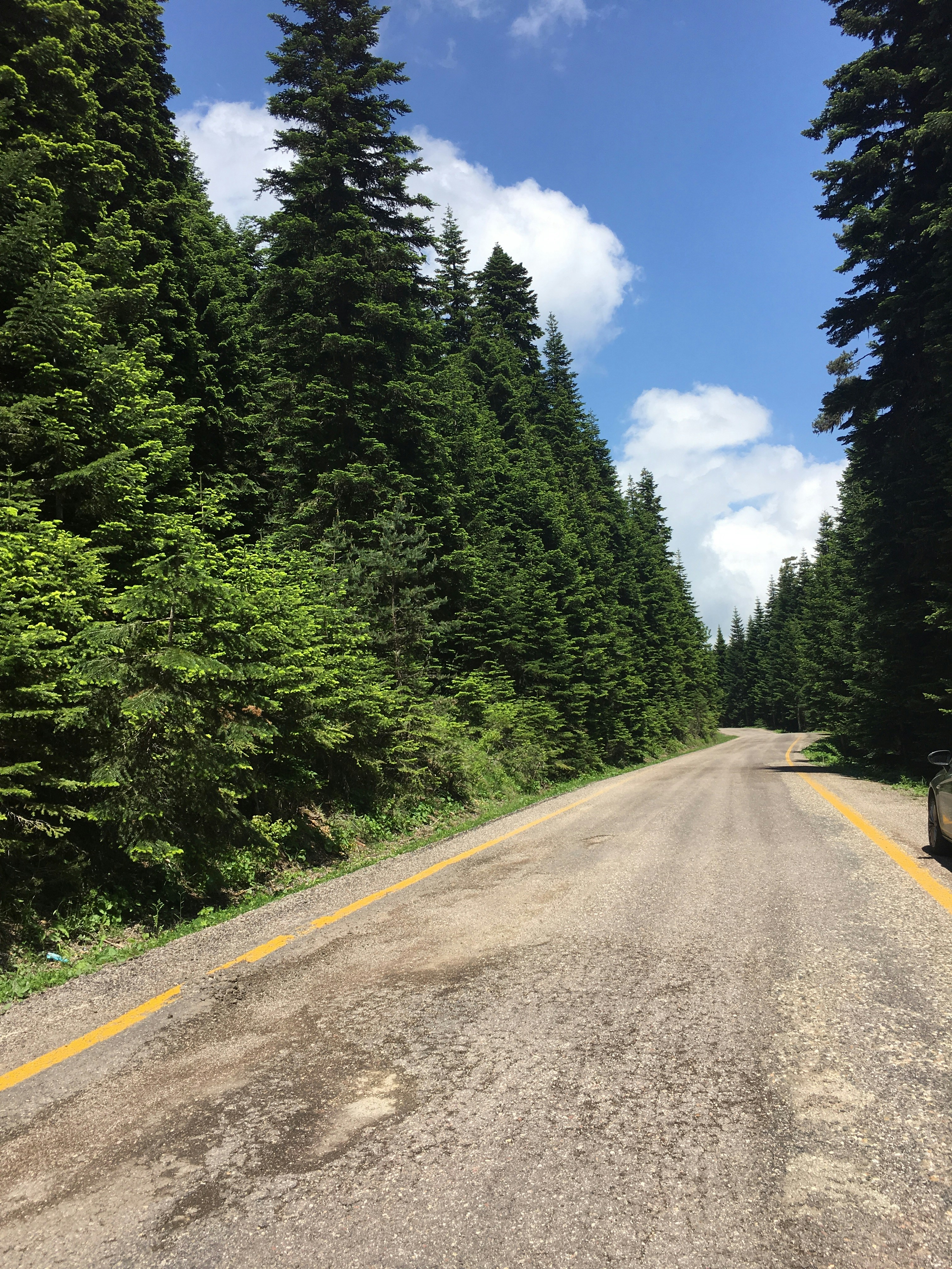 Whispers of the Forest Road