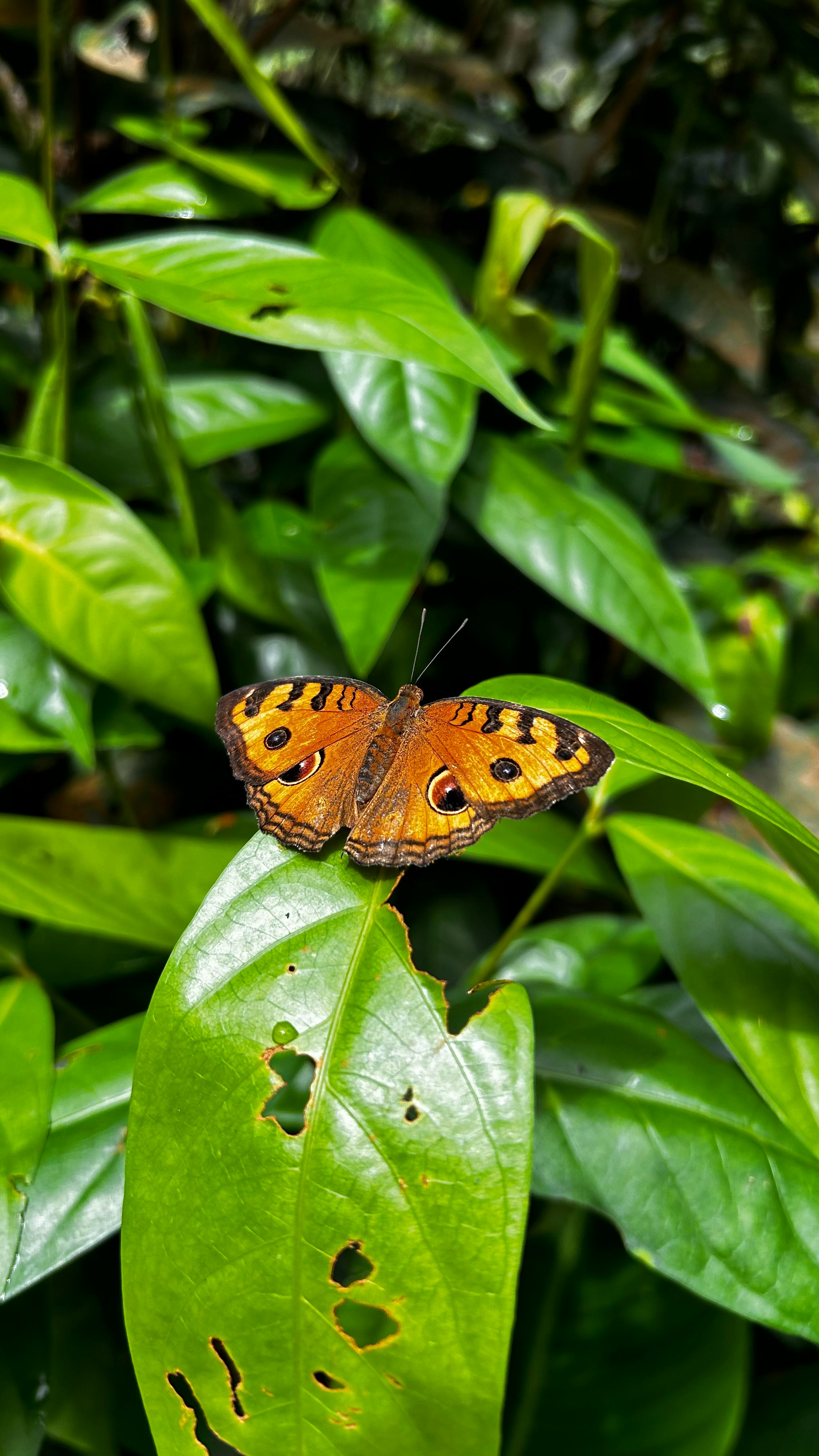 Orange-winged butterfly with eye spots resting on glossy green foliage