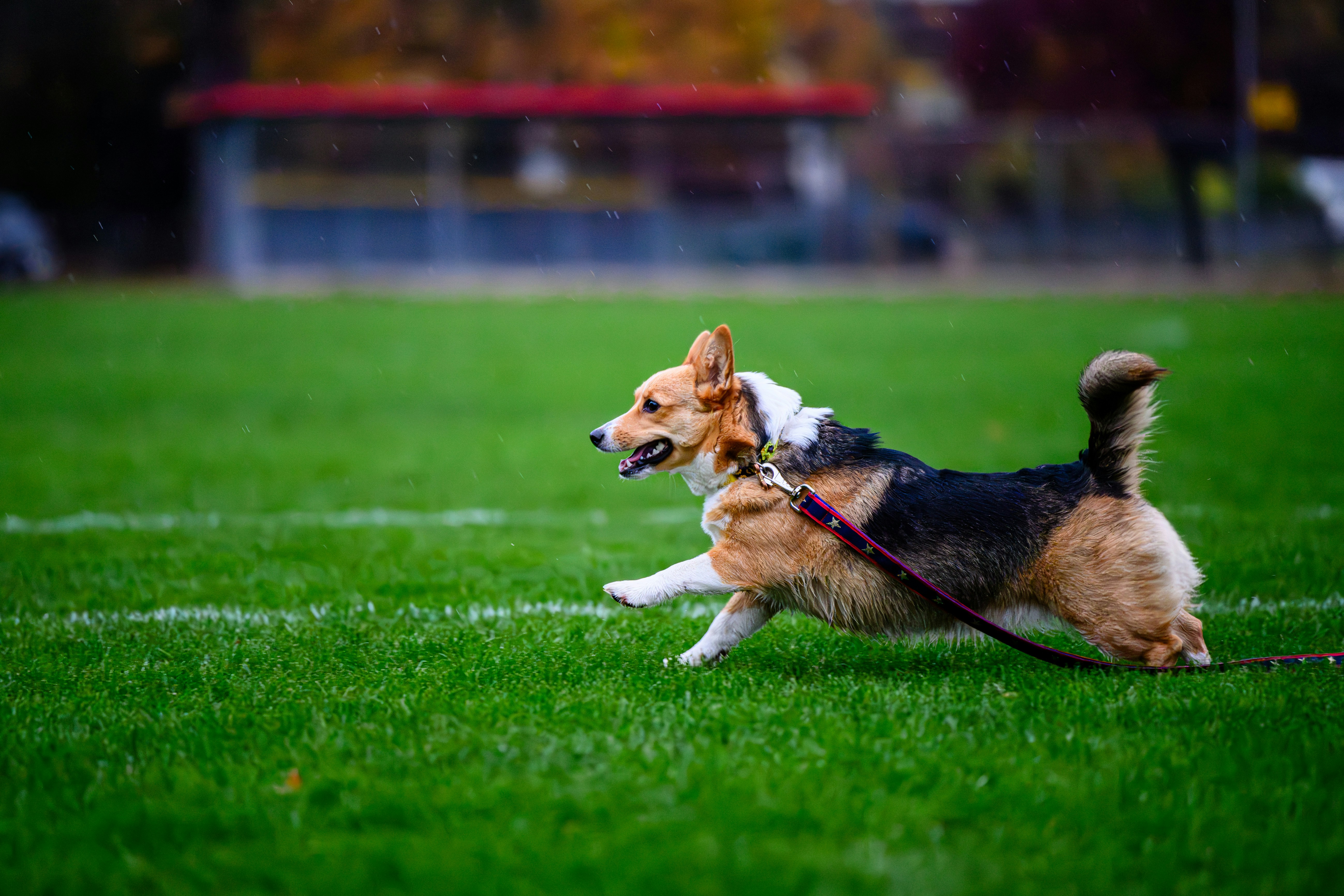 A dog running across a lush green field photo – Free Victoria Image on ...