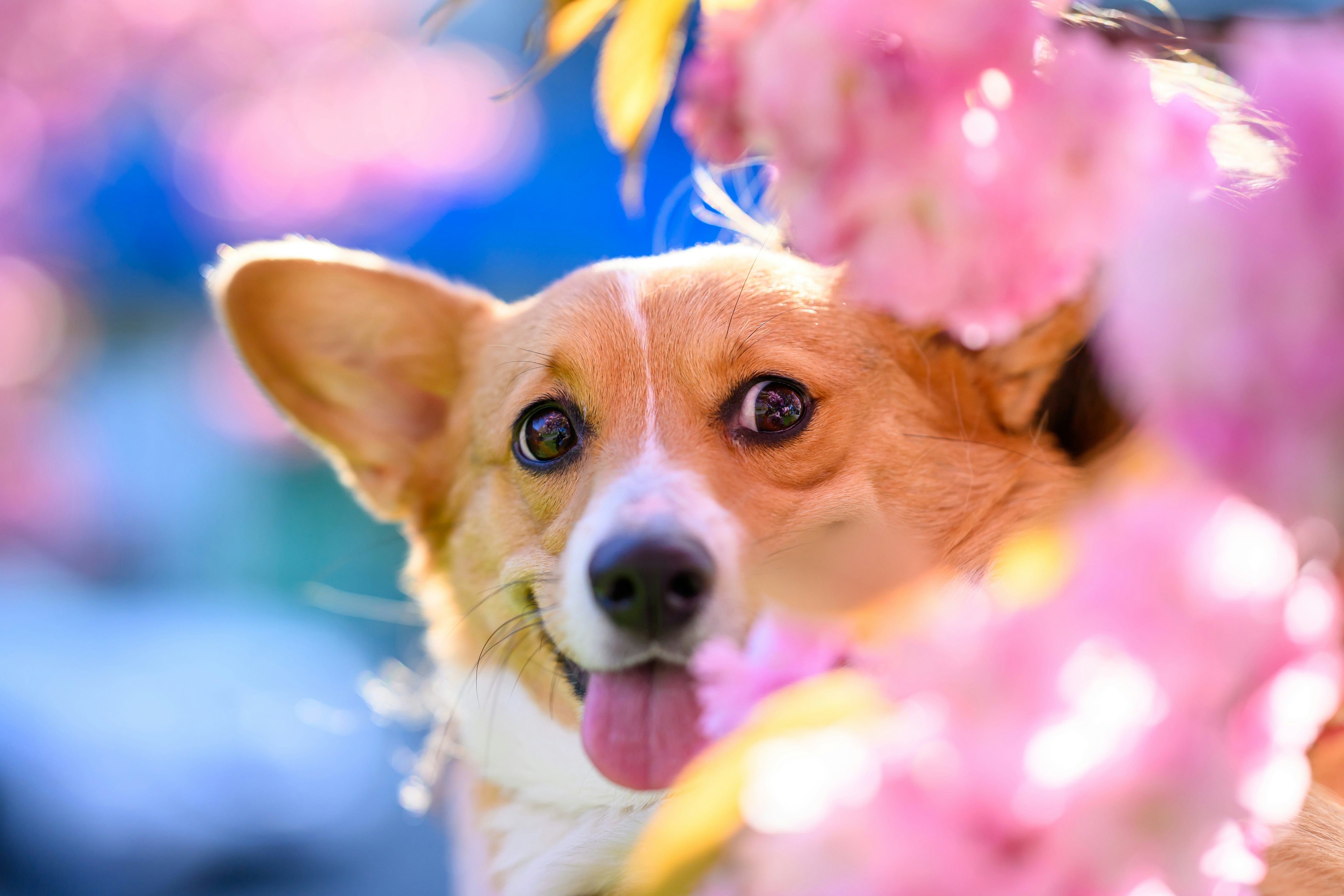 Petal-Frame Portrait: A Corgi's Cheerful Gaze