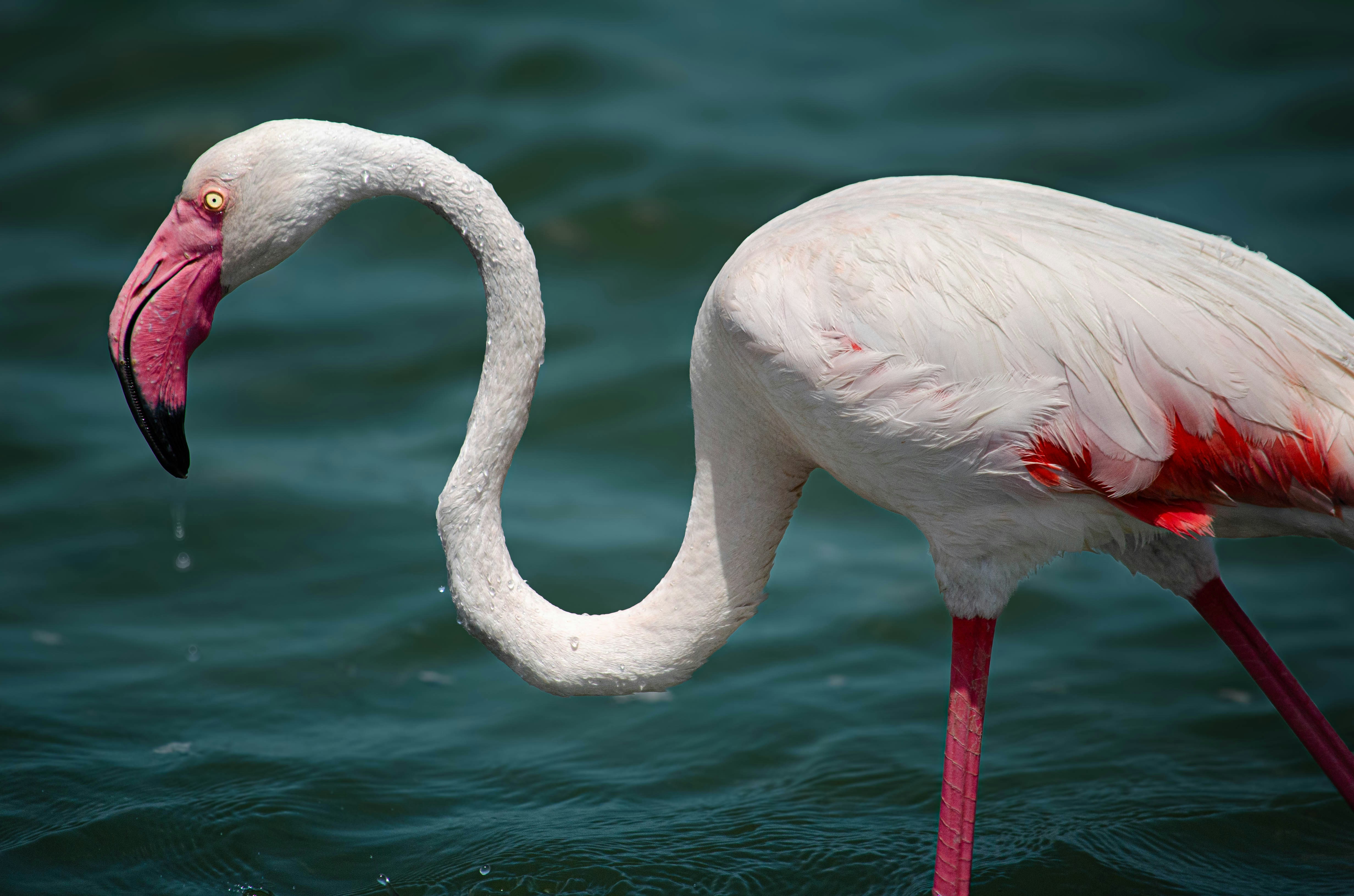 A flamingo gracefully wading through water, showcasing its distinctive curved neck and vibrant pink hues.