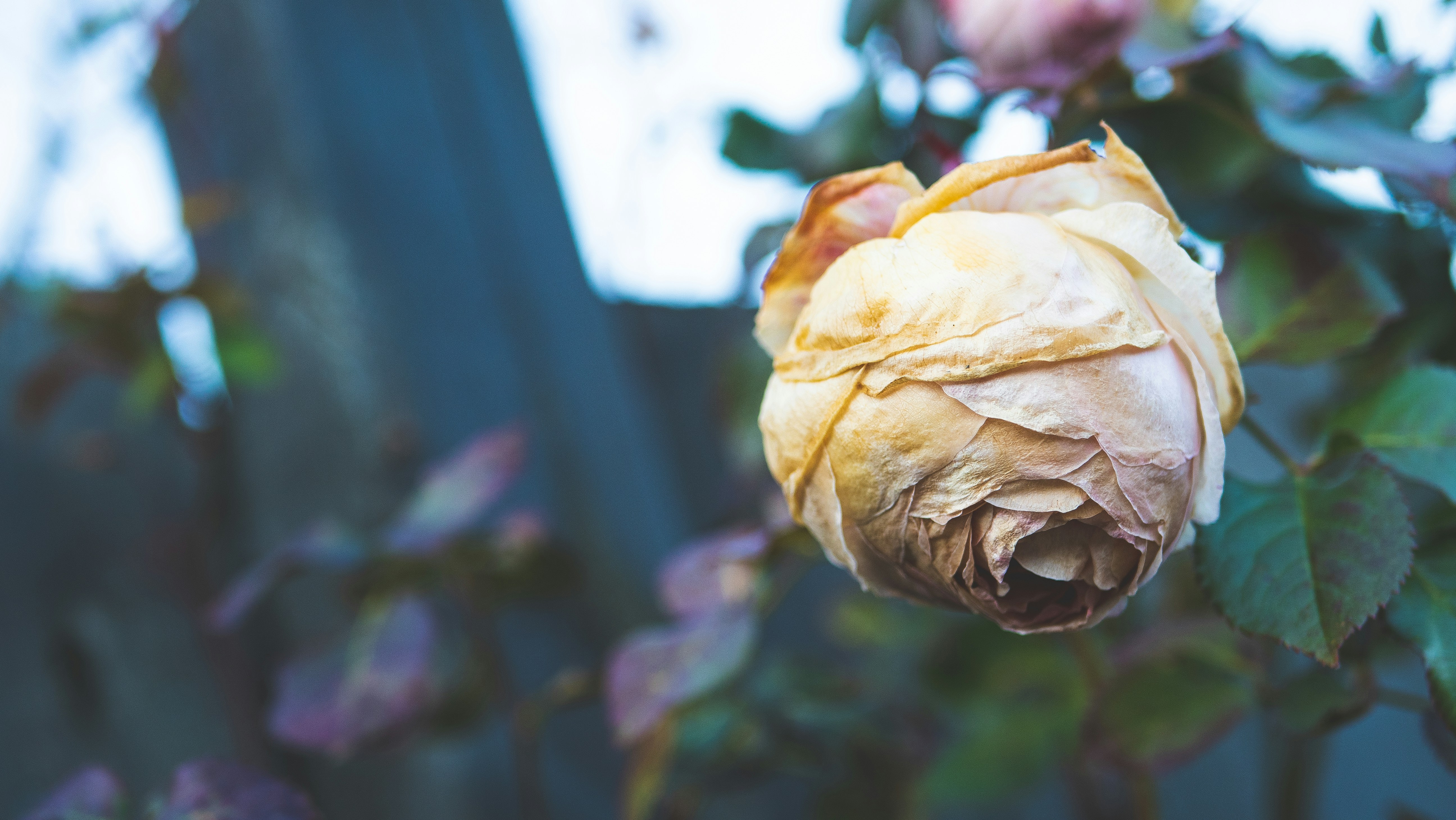 A dried flower on a tree in a garden photo – Free Flower Image on Unsplash