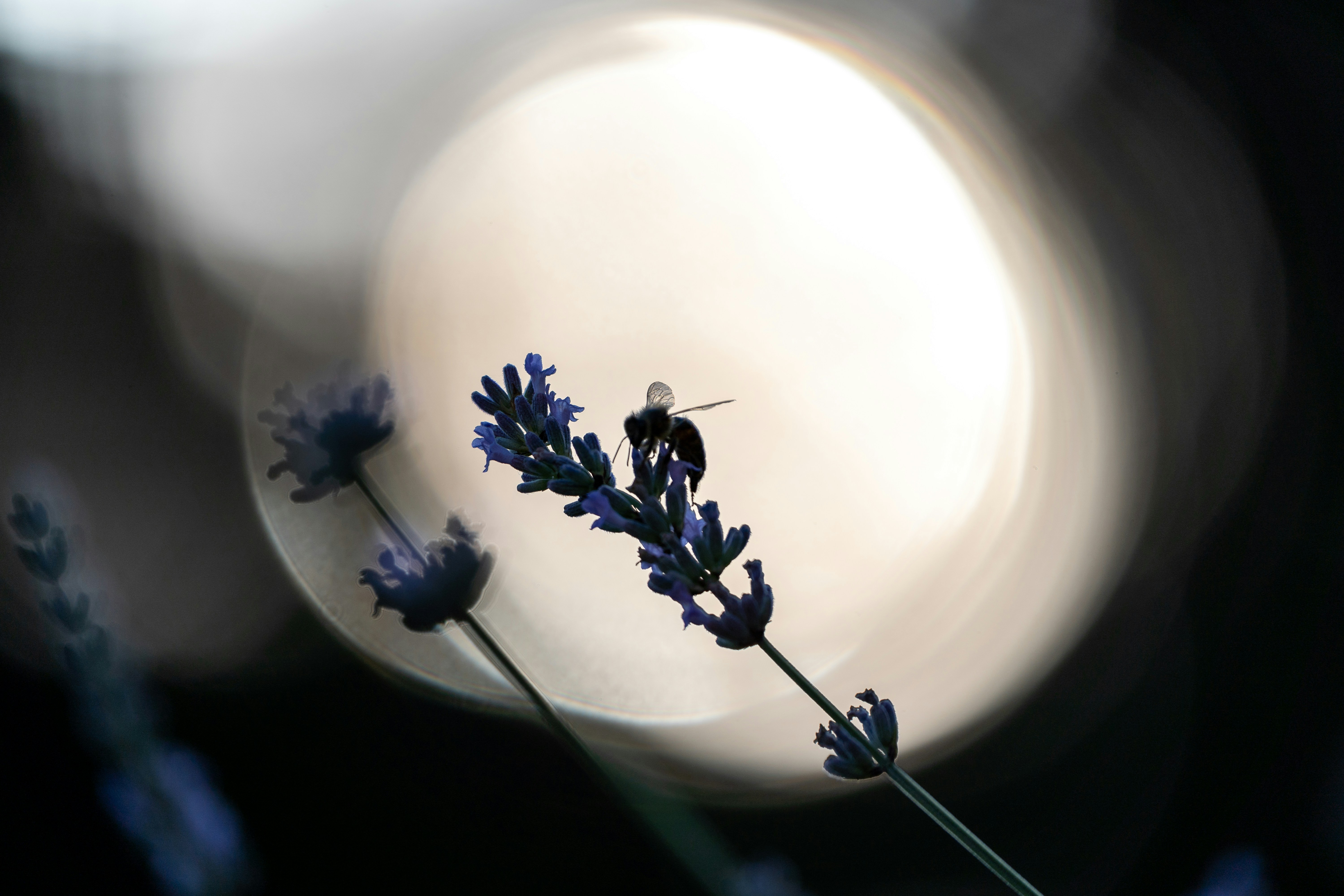 Haloed Lavender: Delicate Bloom Against a Ringed Backlight