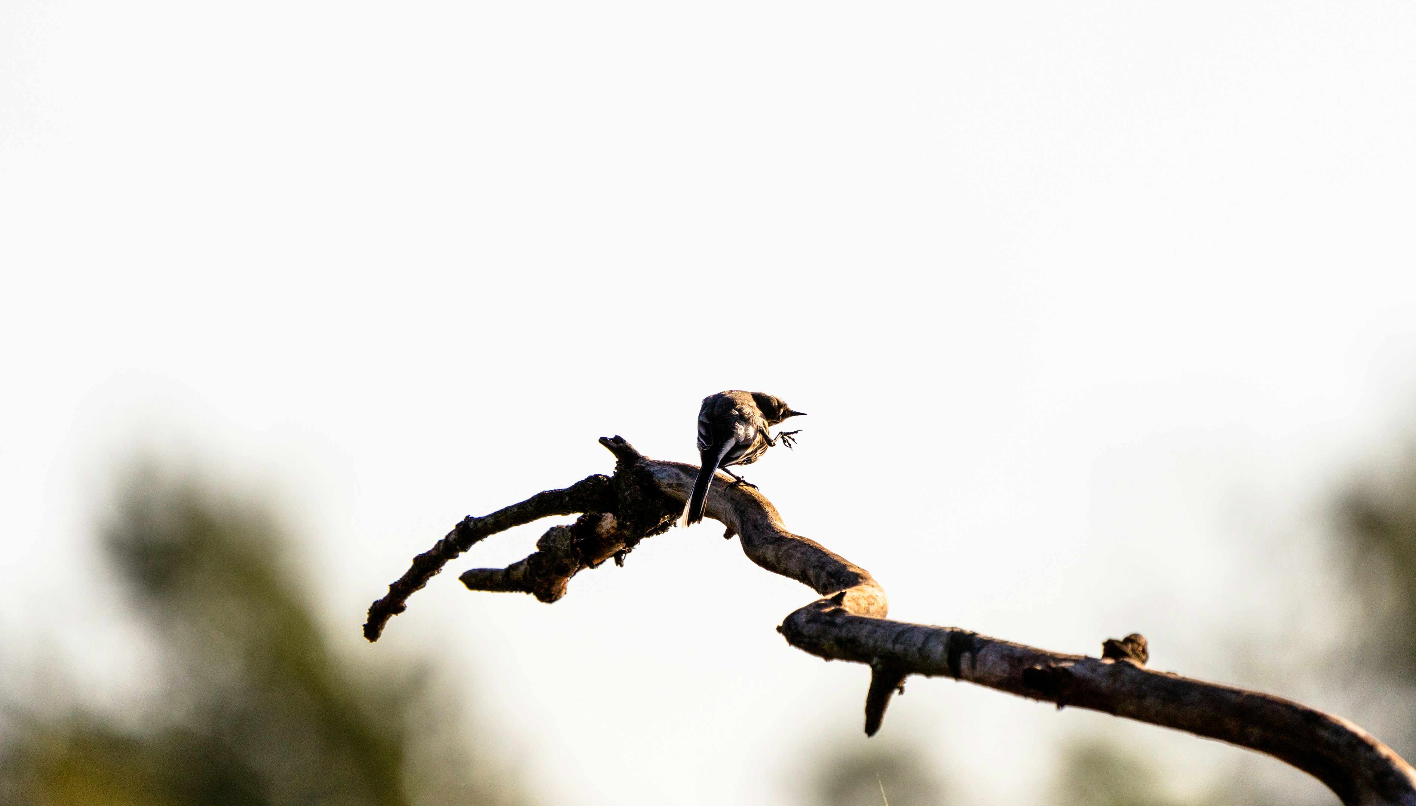 Edge of Flight: A Bird Bursts from a Weathered Branch
