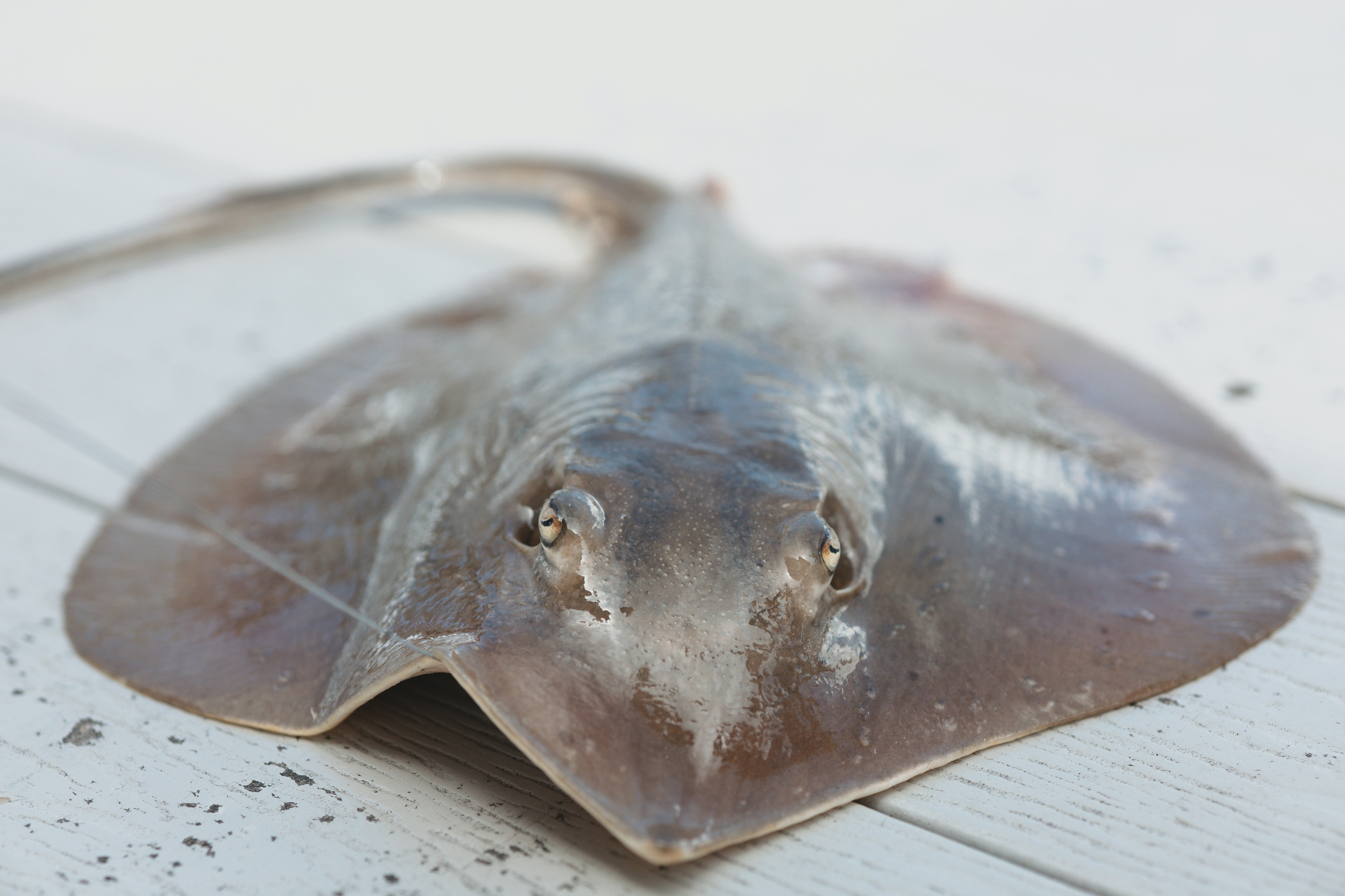 A close up of a stingfish on a wooden surface photo – Free Stingray ...