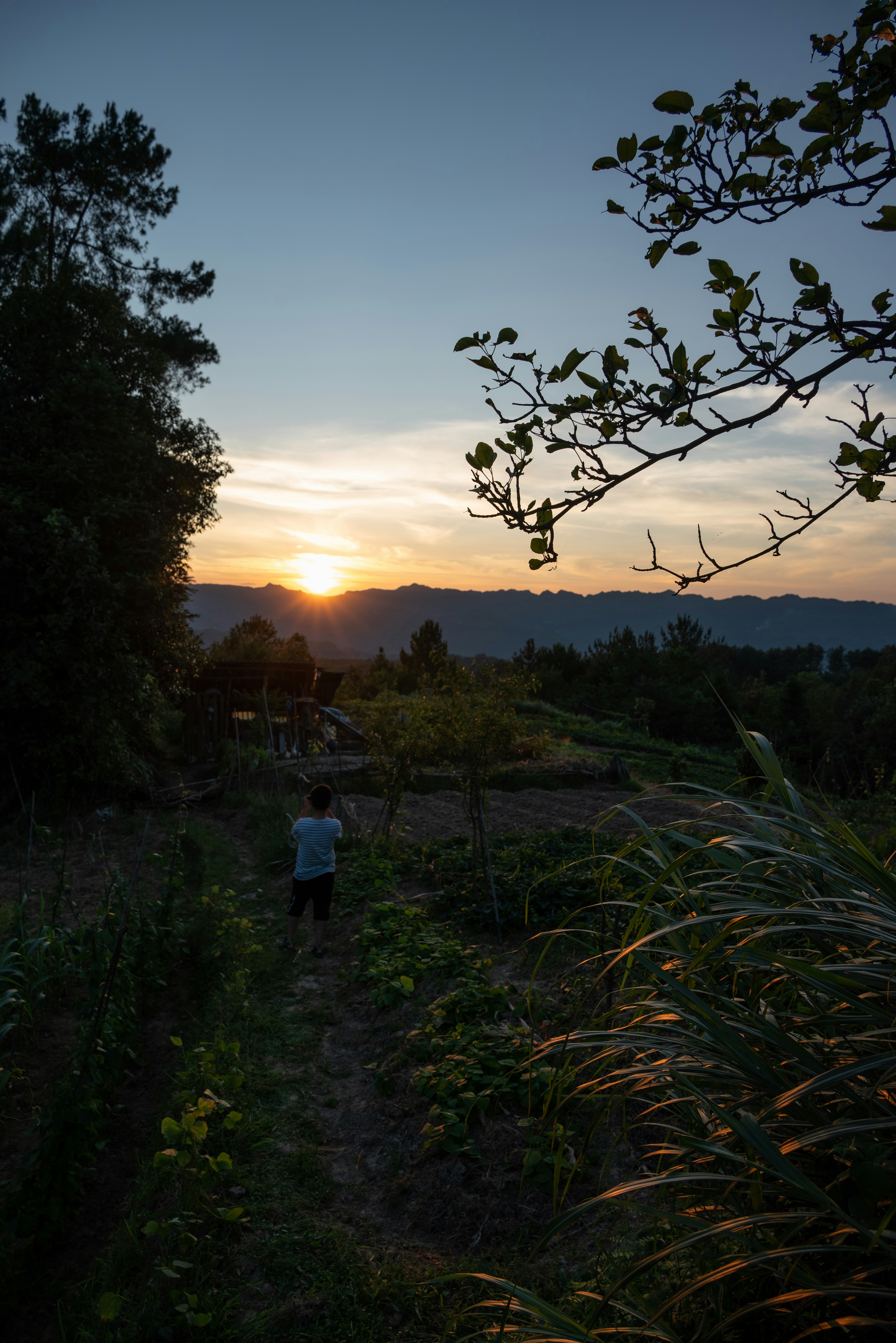 Dusk on the Garden Path: A Quiet Figure Guided by the Sun