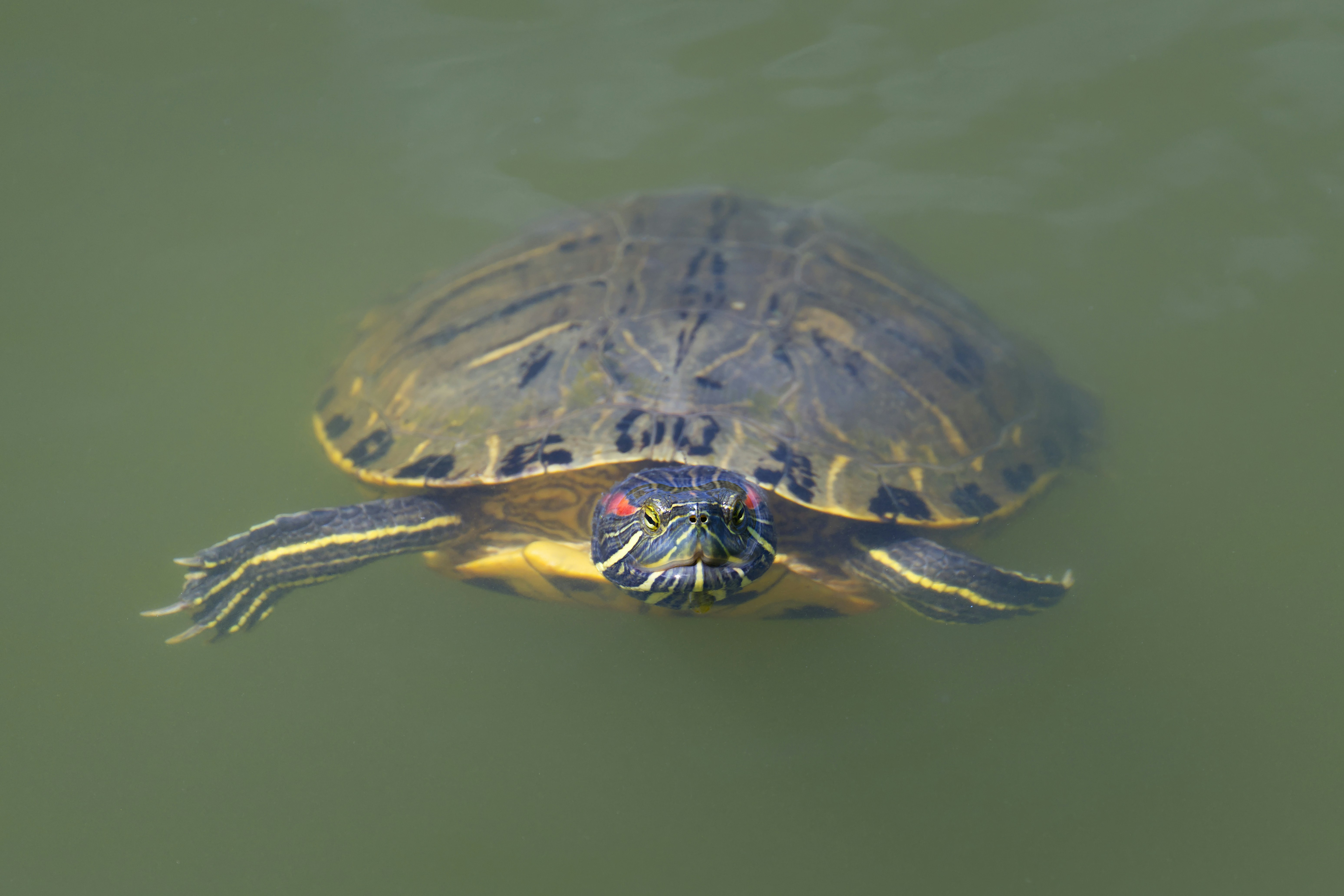 Serene Glide of the Red-Eared Slider