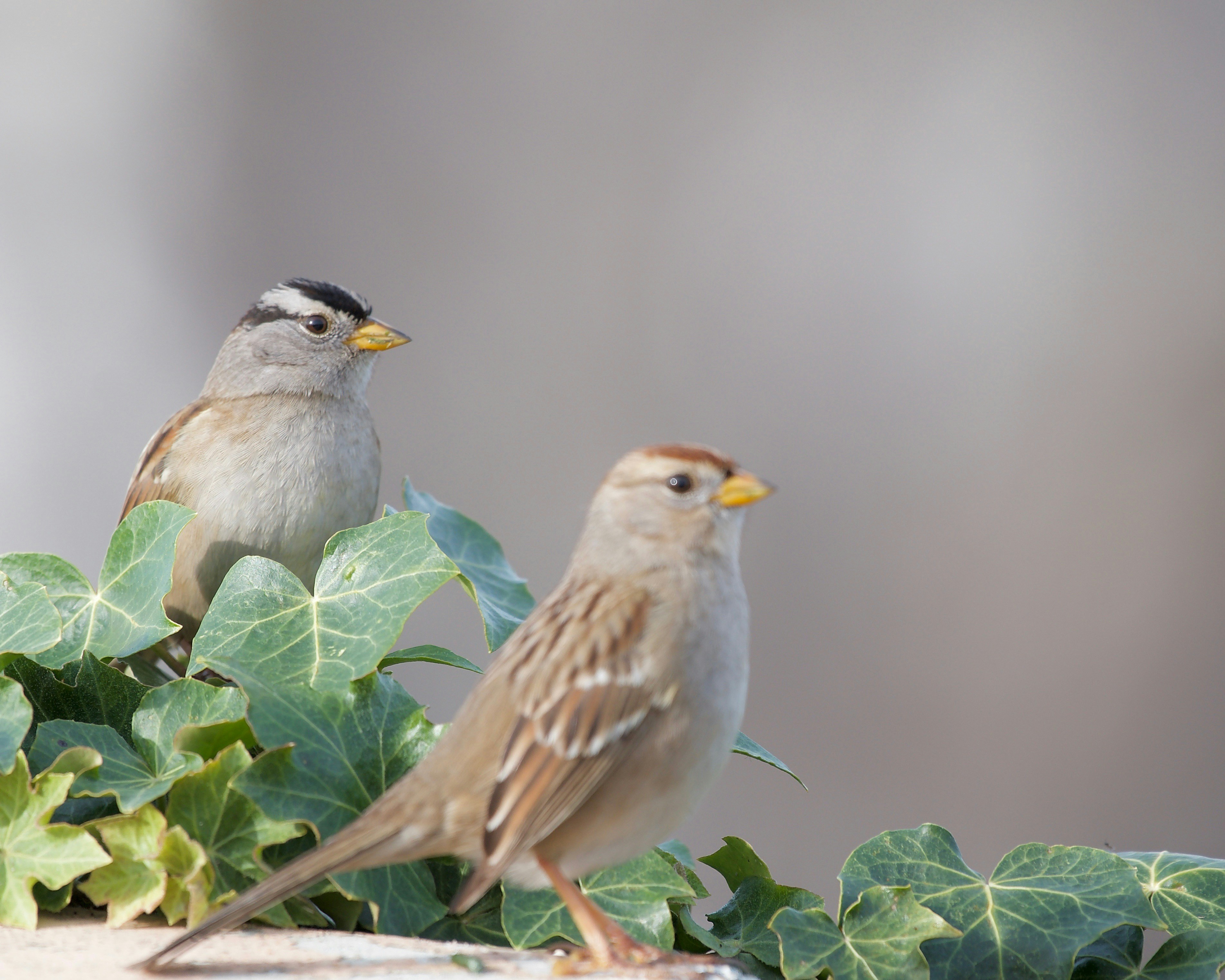 Two sparrows perch on ivy-clad wood in this photograph against a soft gray background. A concise study that highlights small birds in a natural, outdoor setting.