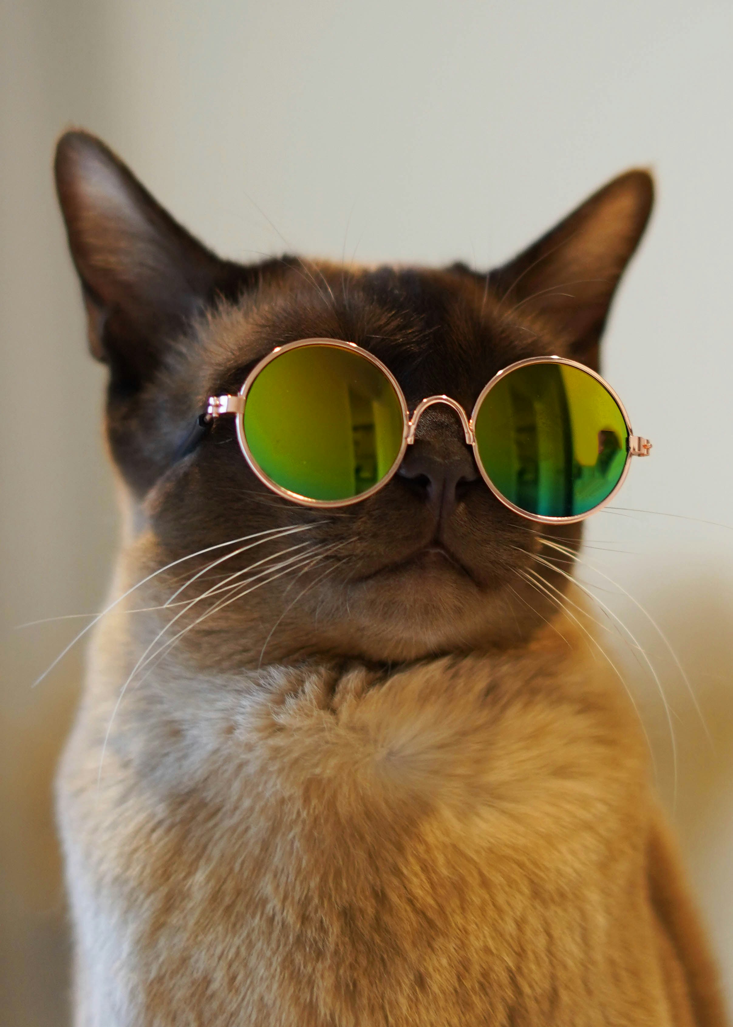 Un primer plano de un gato con gafas de sol foto – Imagen de Animal ...