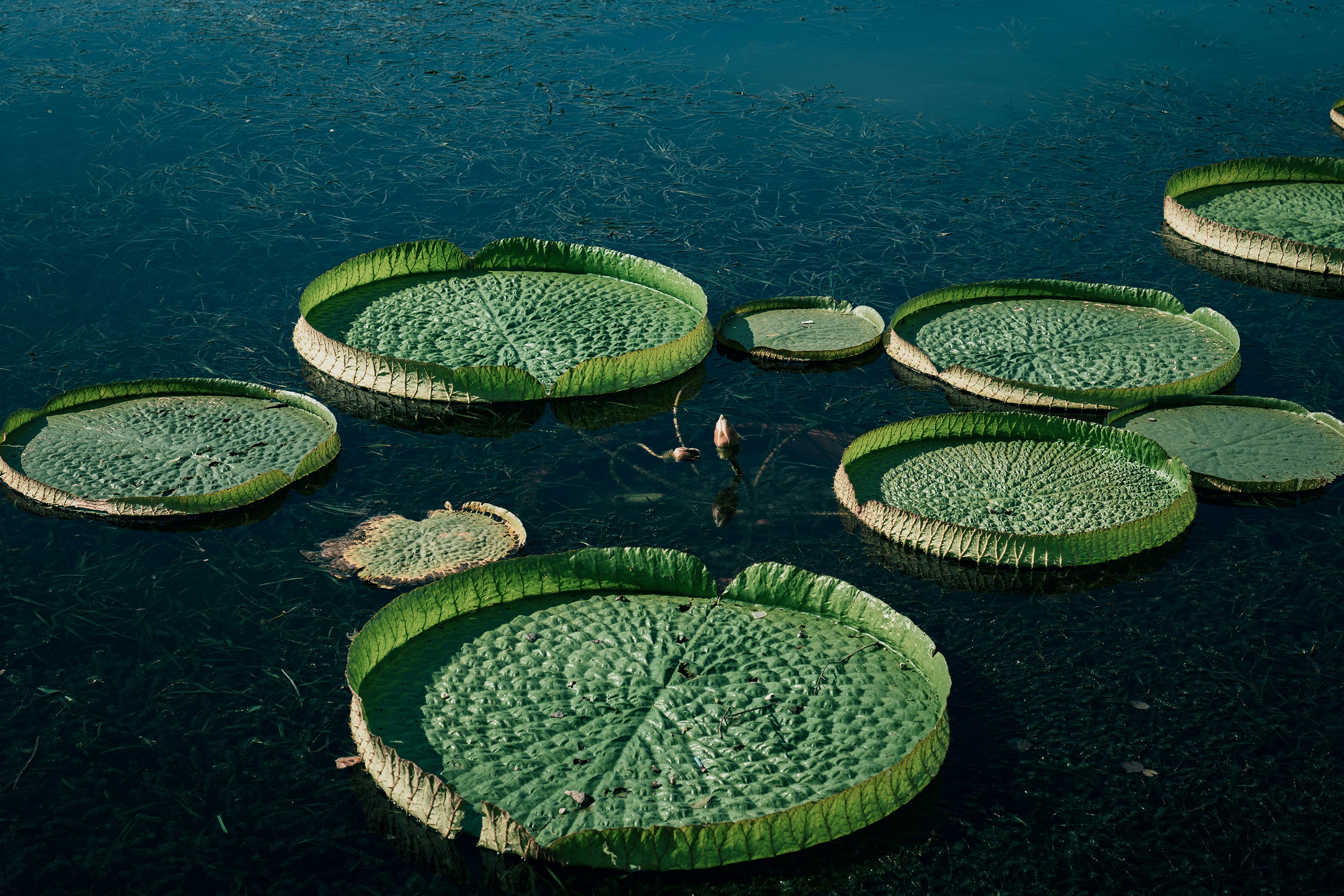 Floating Green Discs in Serene Waterscape