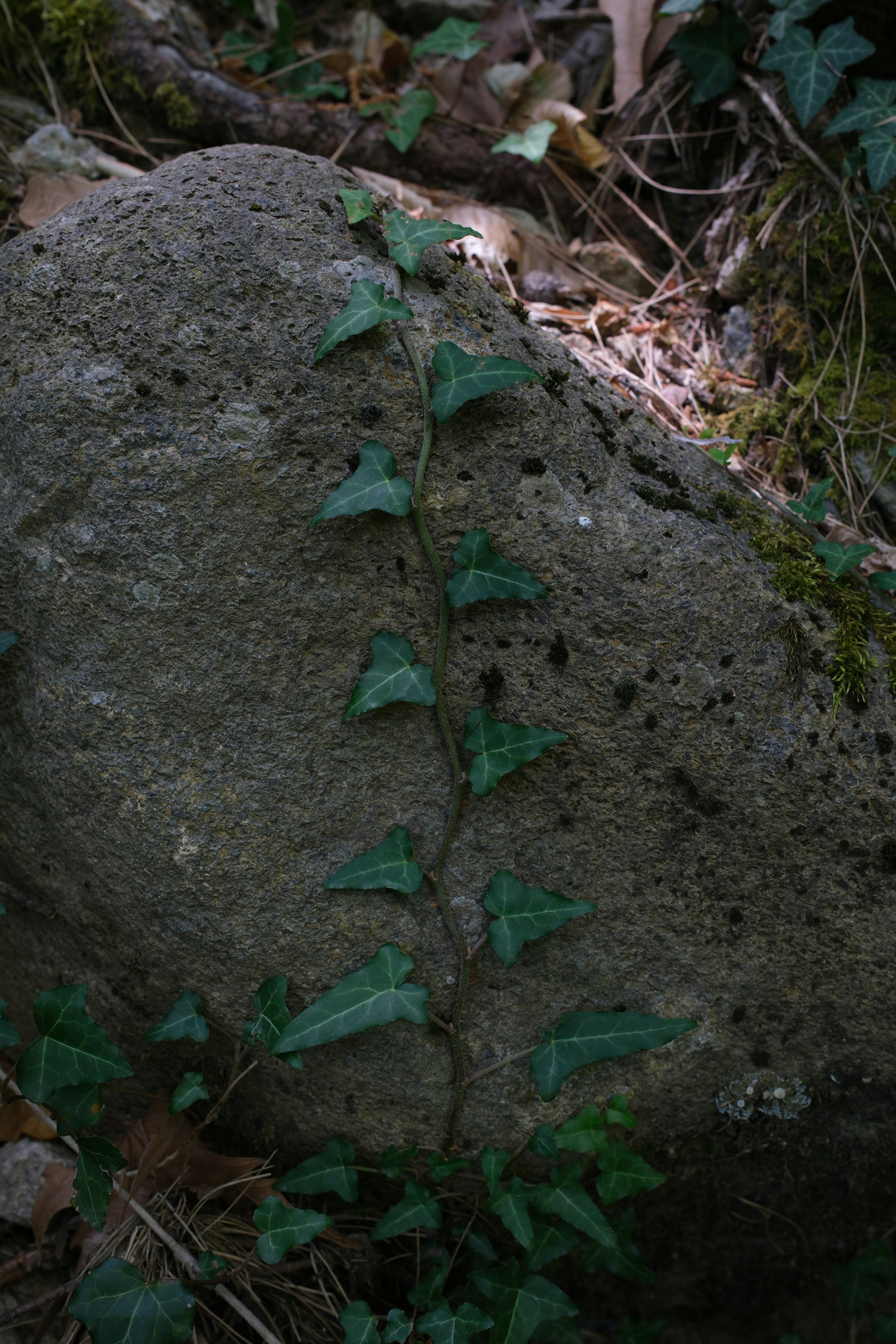 Ivy Clings to Weathered Granite: A Quiet Study of Texture and Growth