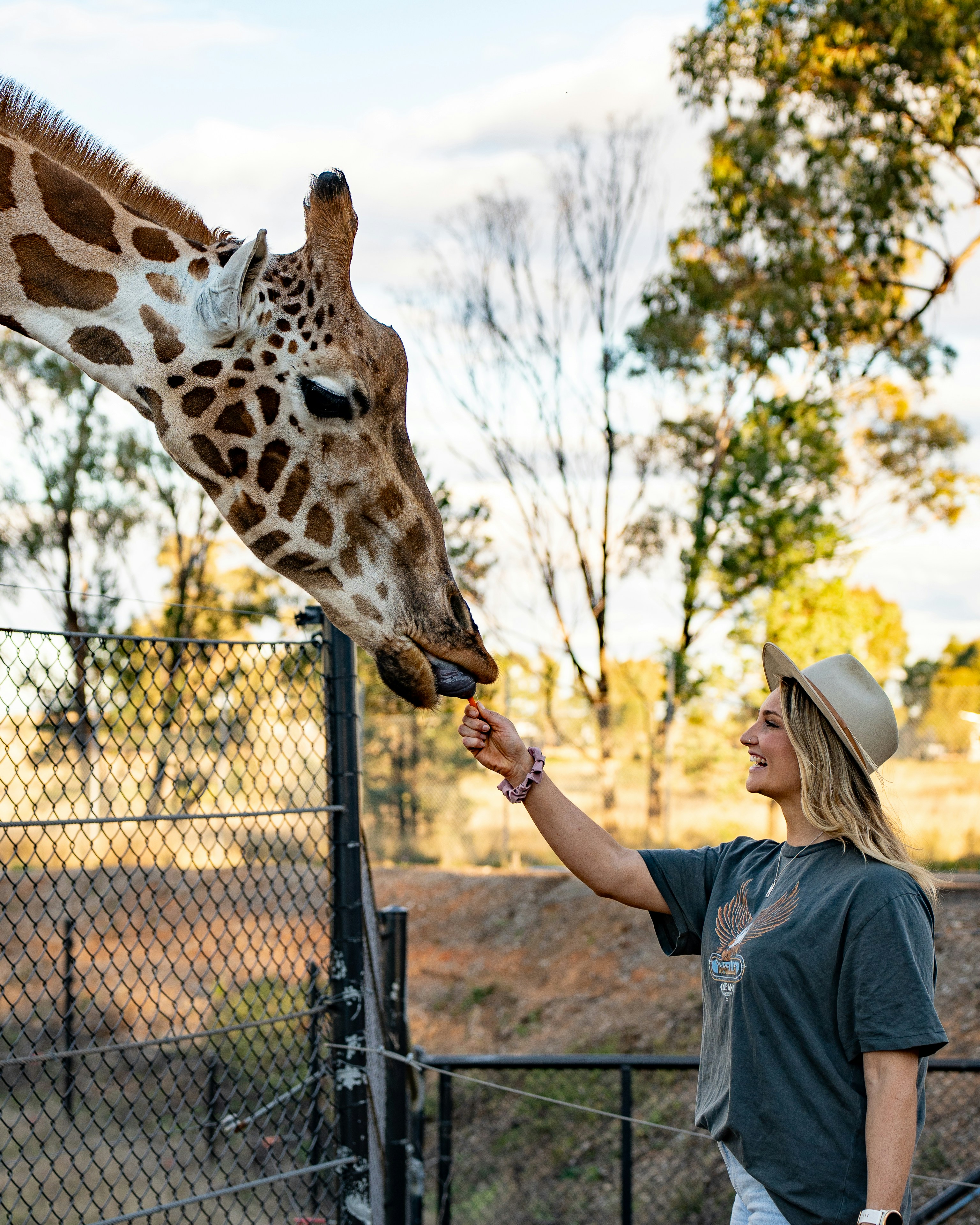 Feeding Through the Fence: Graceful Giraffe Meets a Friendly Hand