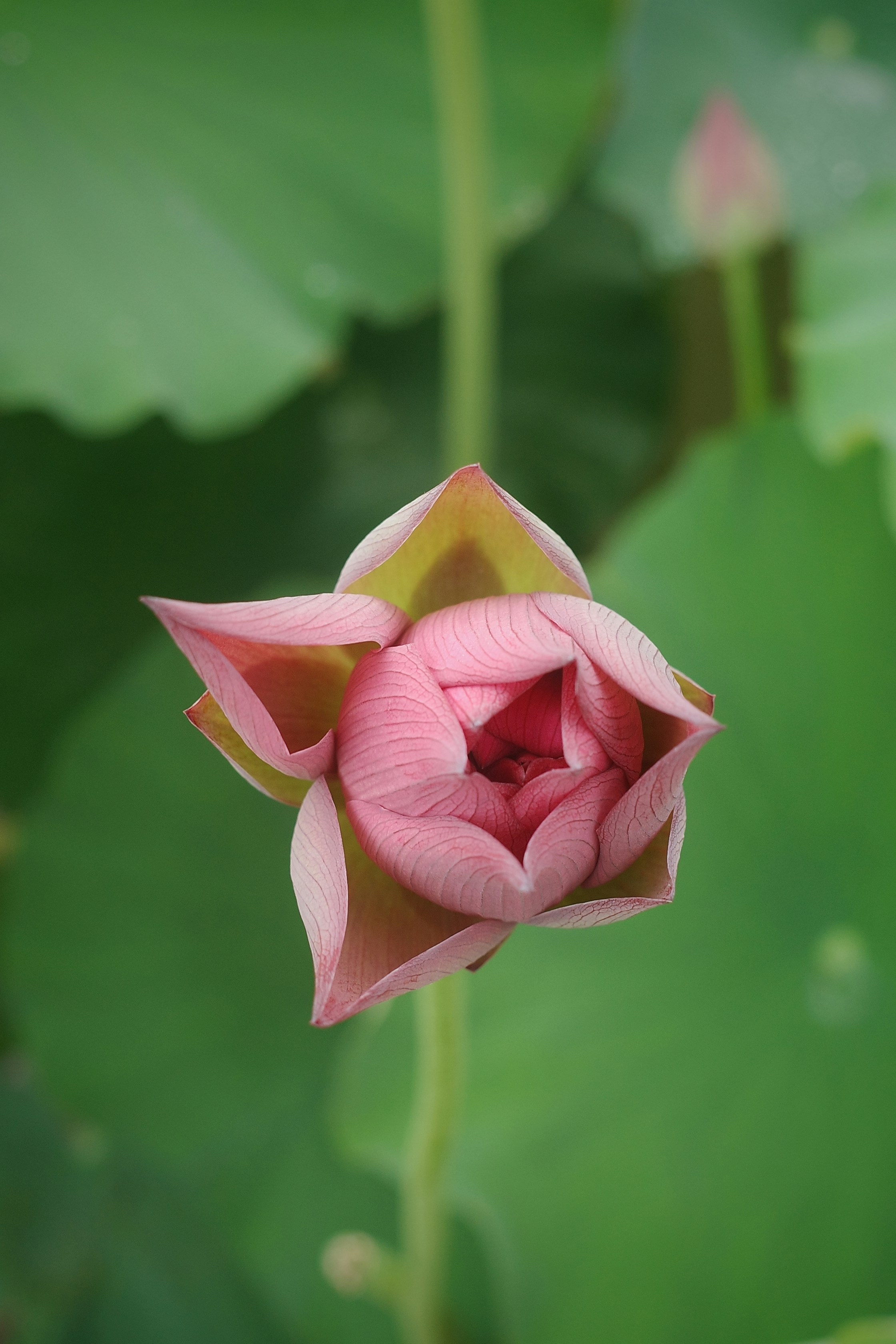 Petal Spiral: Pink Lotus Bud Emerging Through a Green Veil