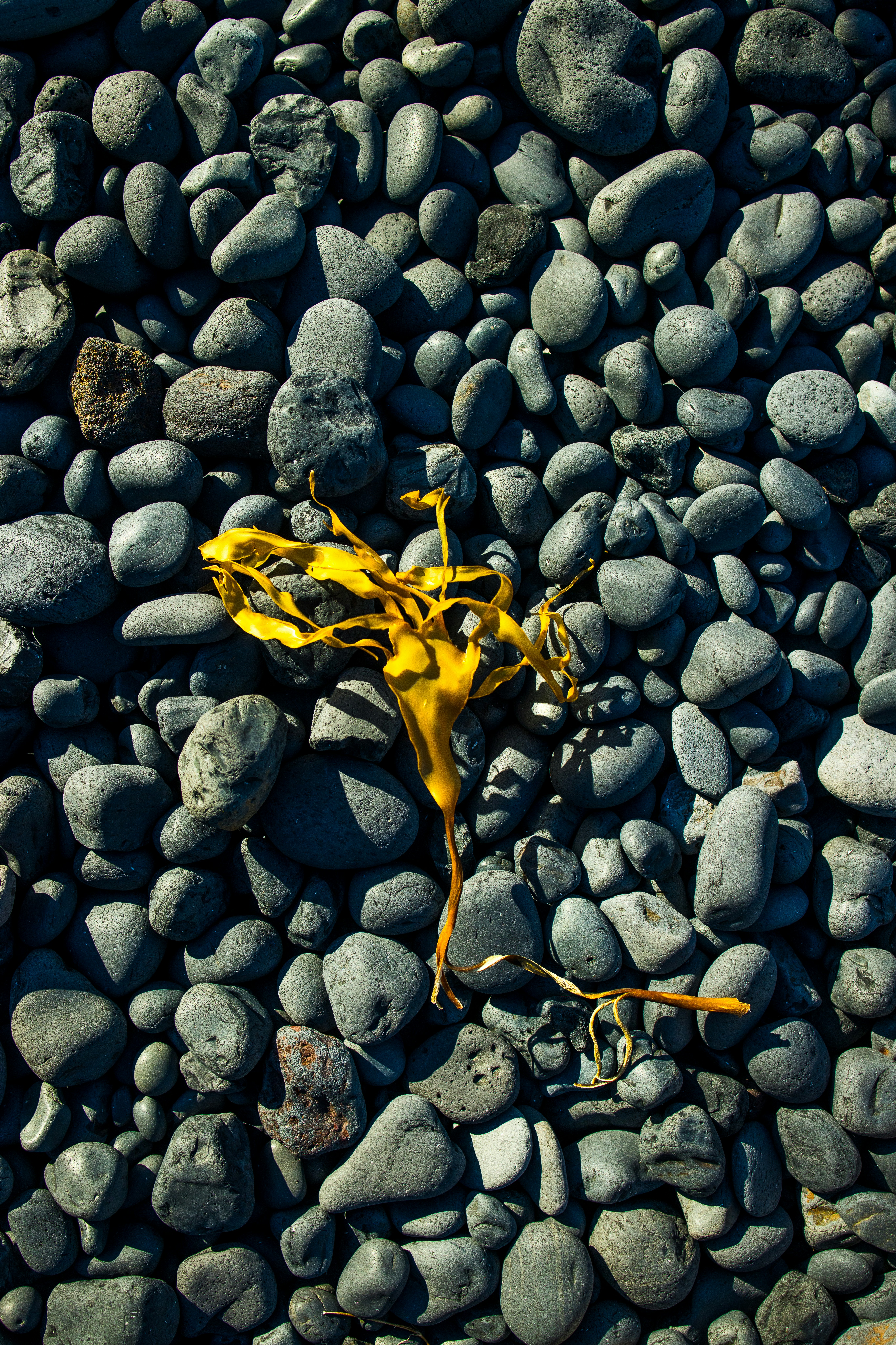 Amber Seaweed Among Slate Pebbles: A Quiet Beach Moment