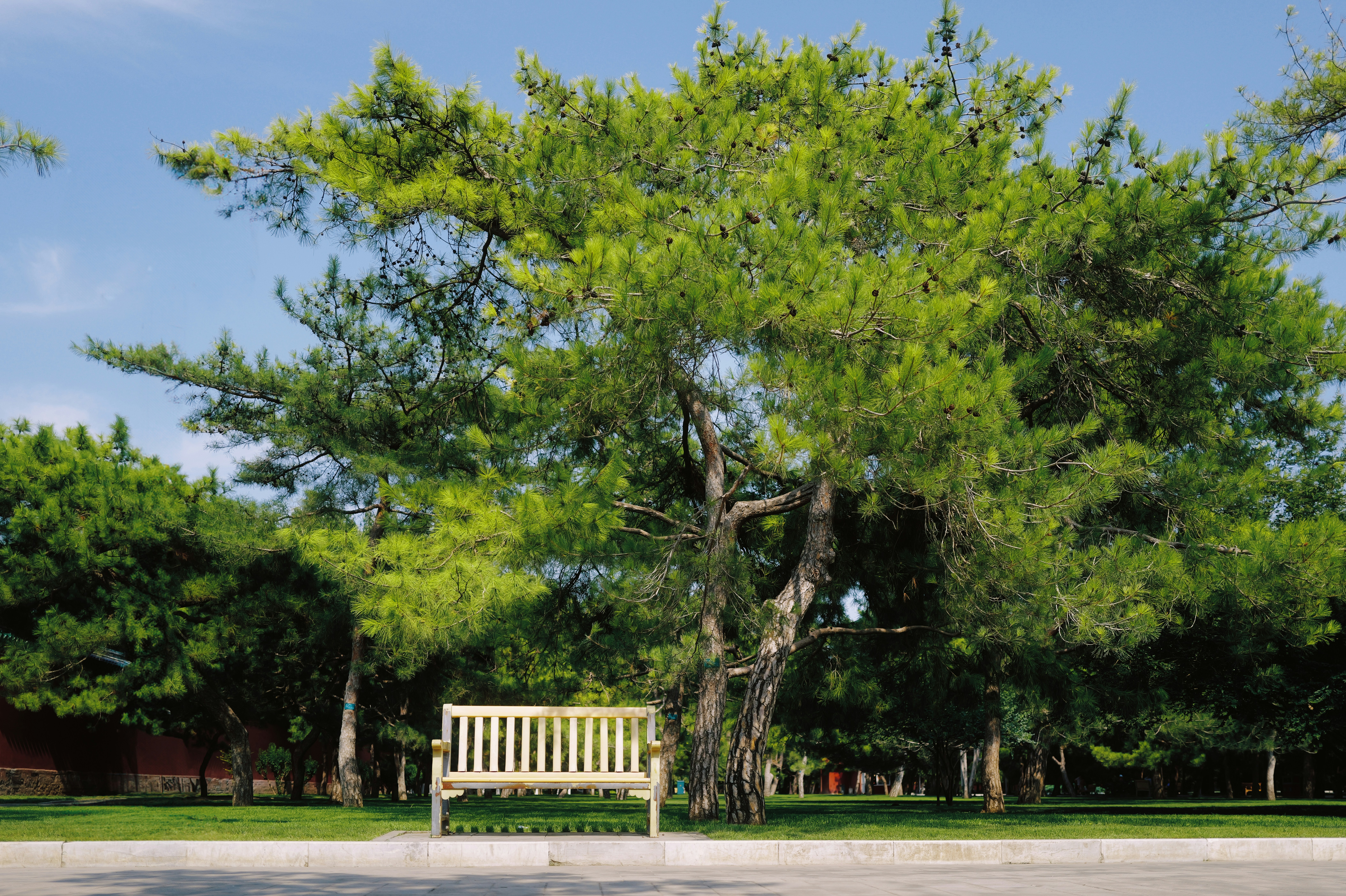 Verdant Pause: Park Bench Framed by a Lively Canopy in Afternoon Light