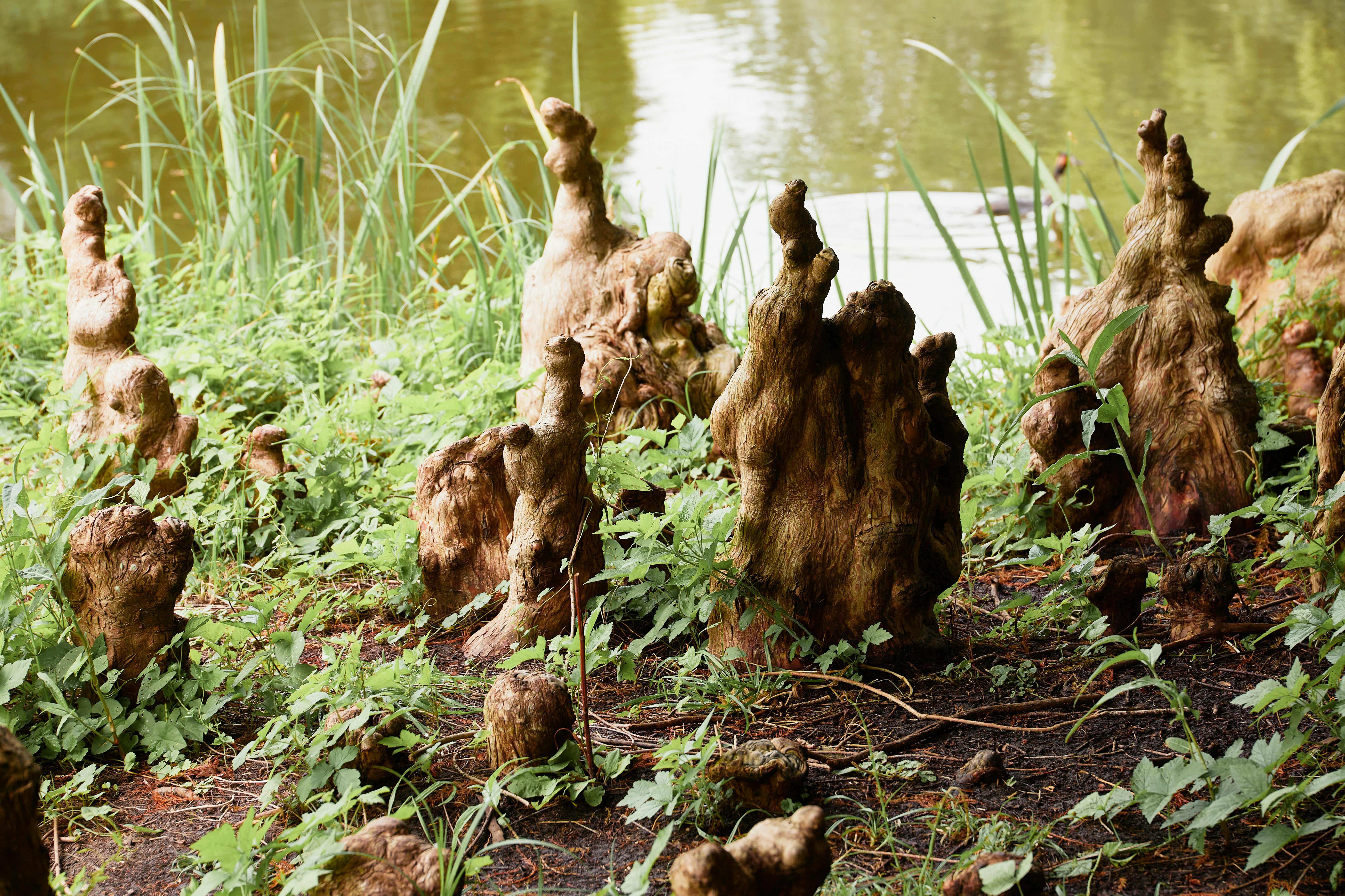 Sentinel Knees by the Quiet Pond