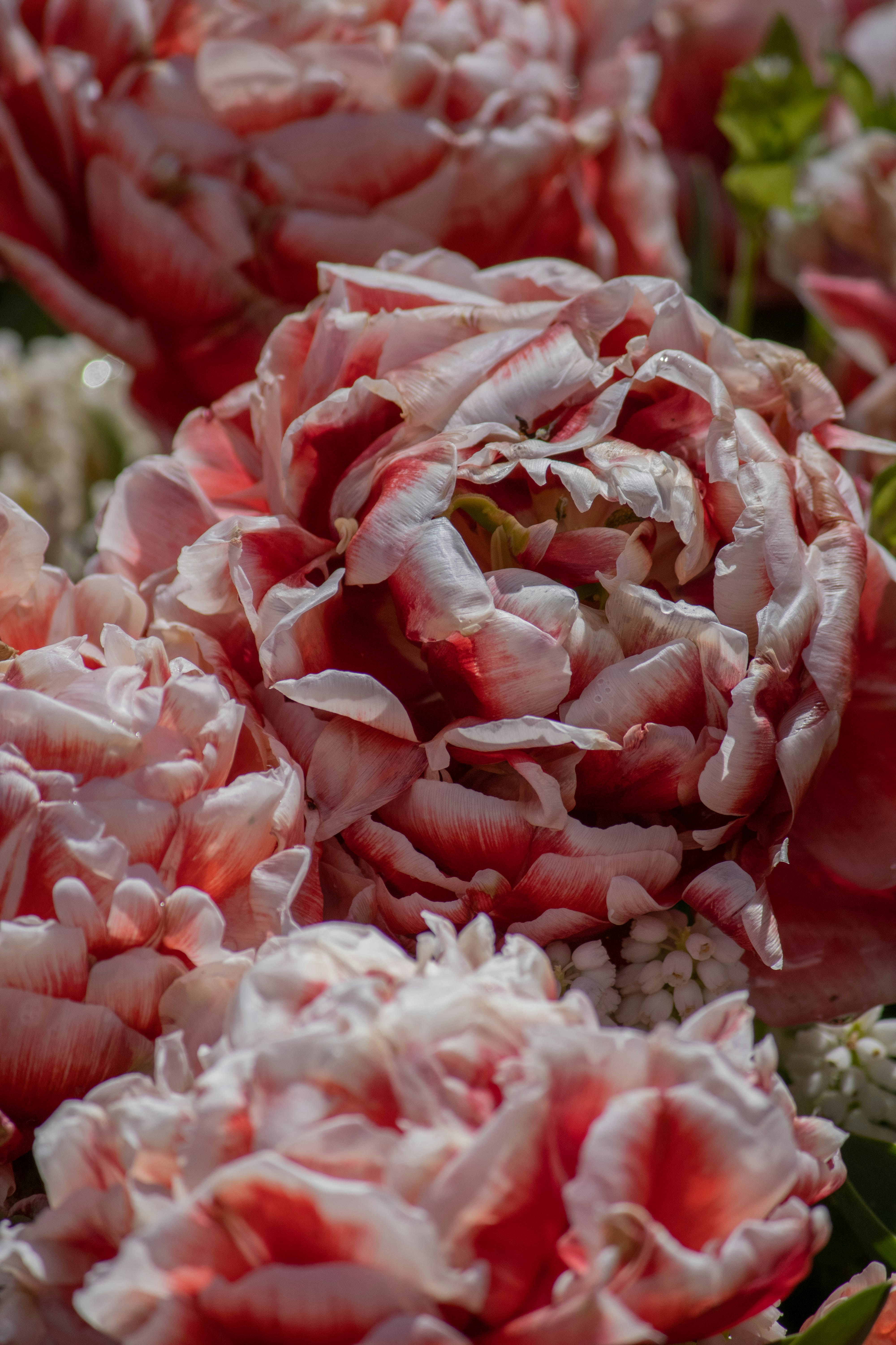 Petal Echoes: A Close-Up Chorus of Pink Peonies